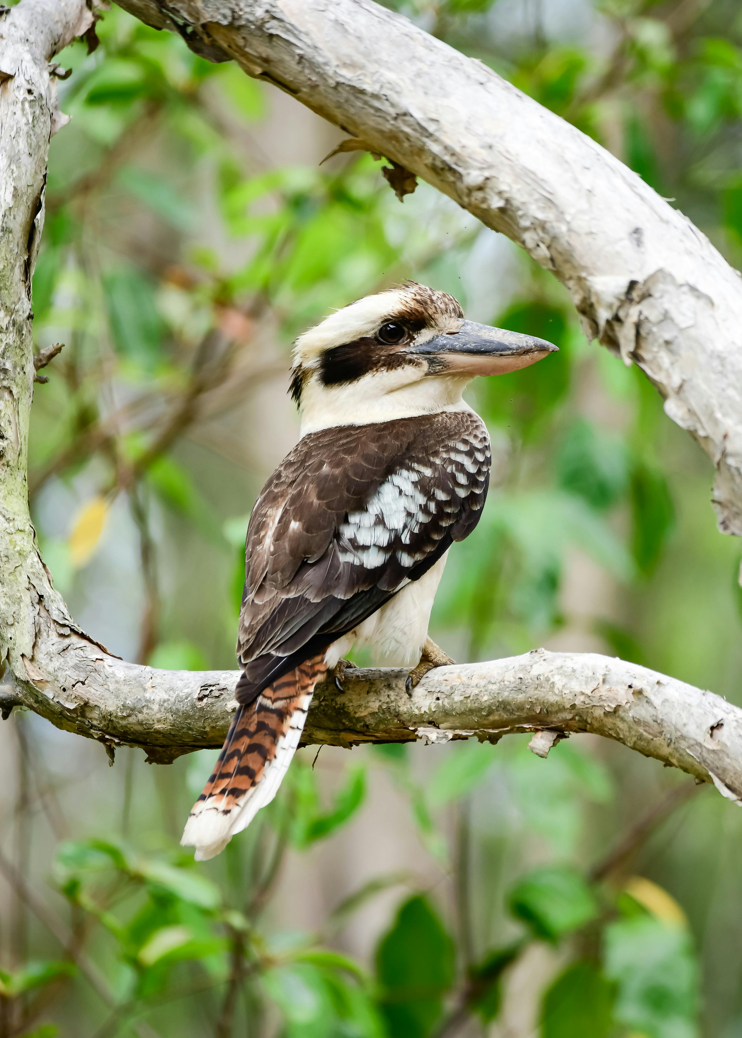 Kookaburra Photos, Download The BEST Free Kookaburra Stock Photos & HD ...