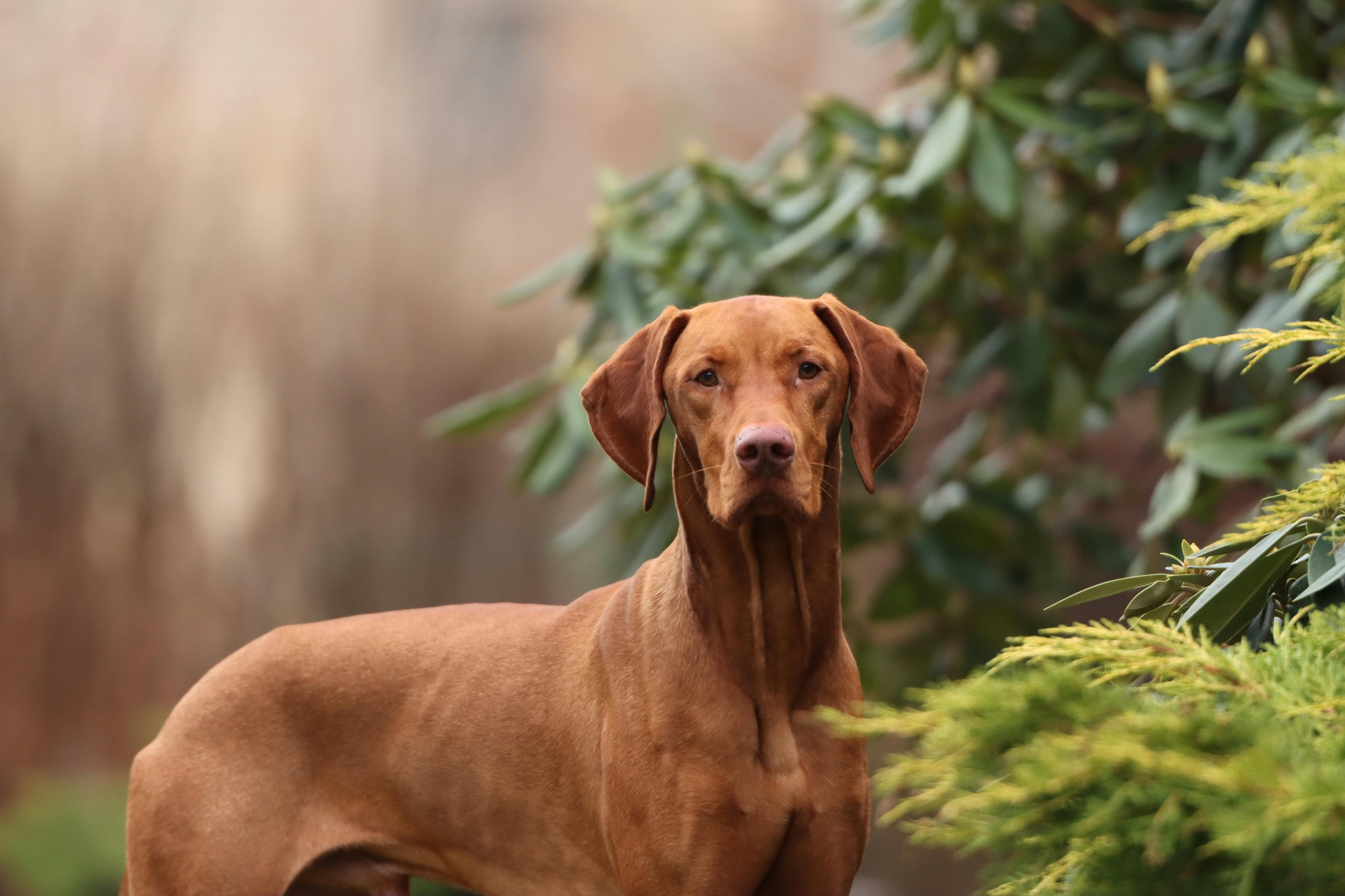 Selective Focus Photography Vizsla Dog · Free Stock Photo