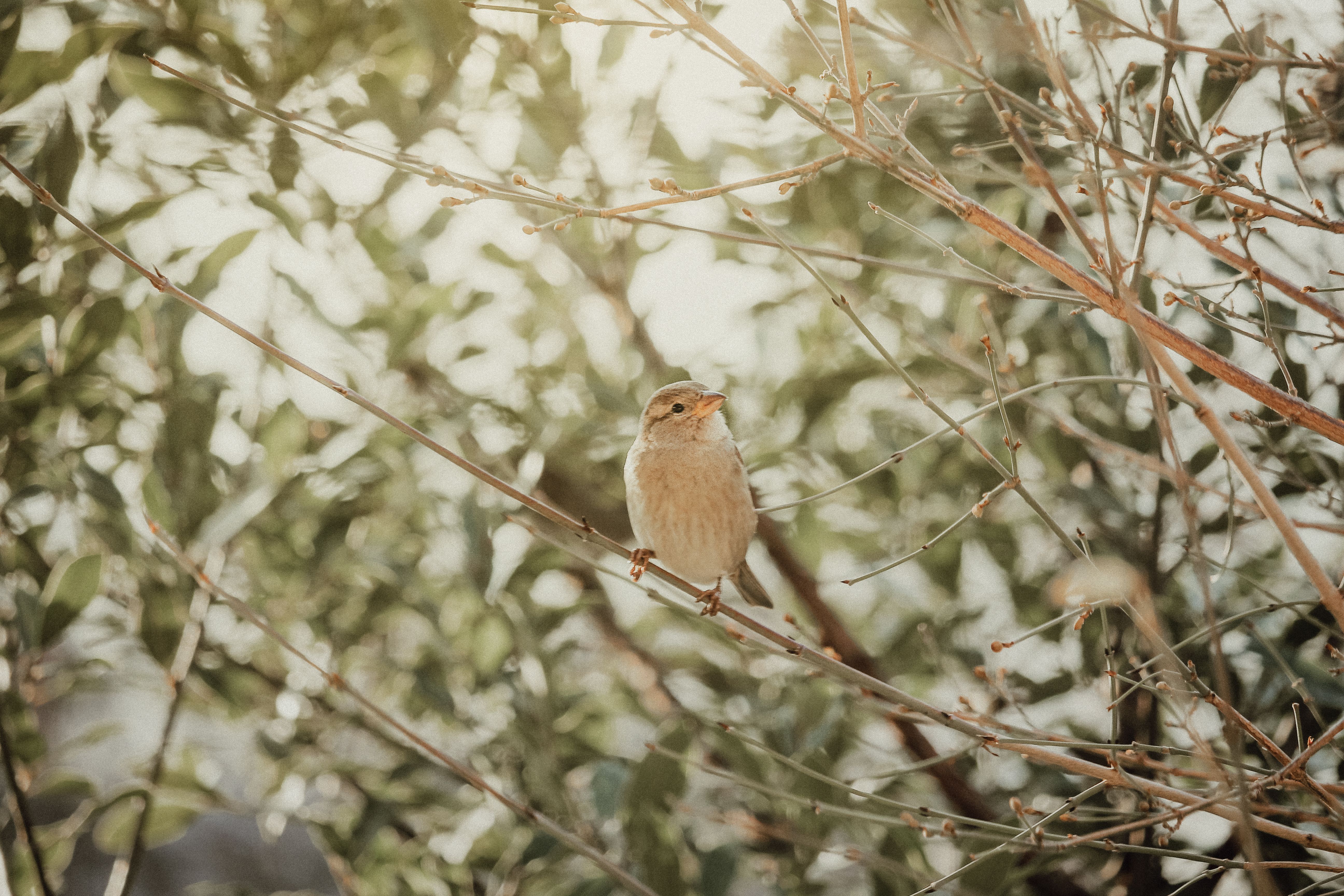 Bird on Twigs of Tree · Free Stock Photo