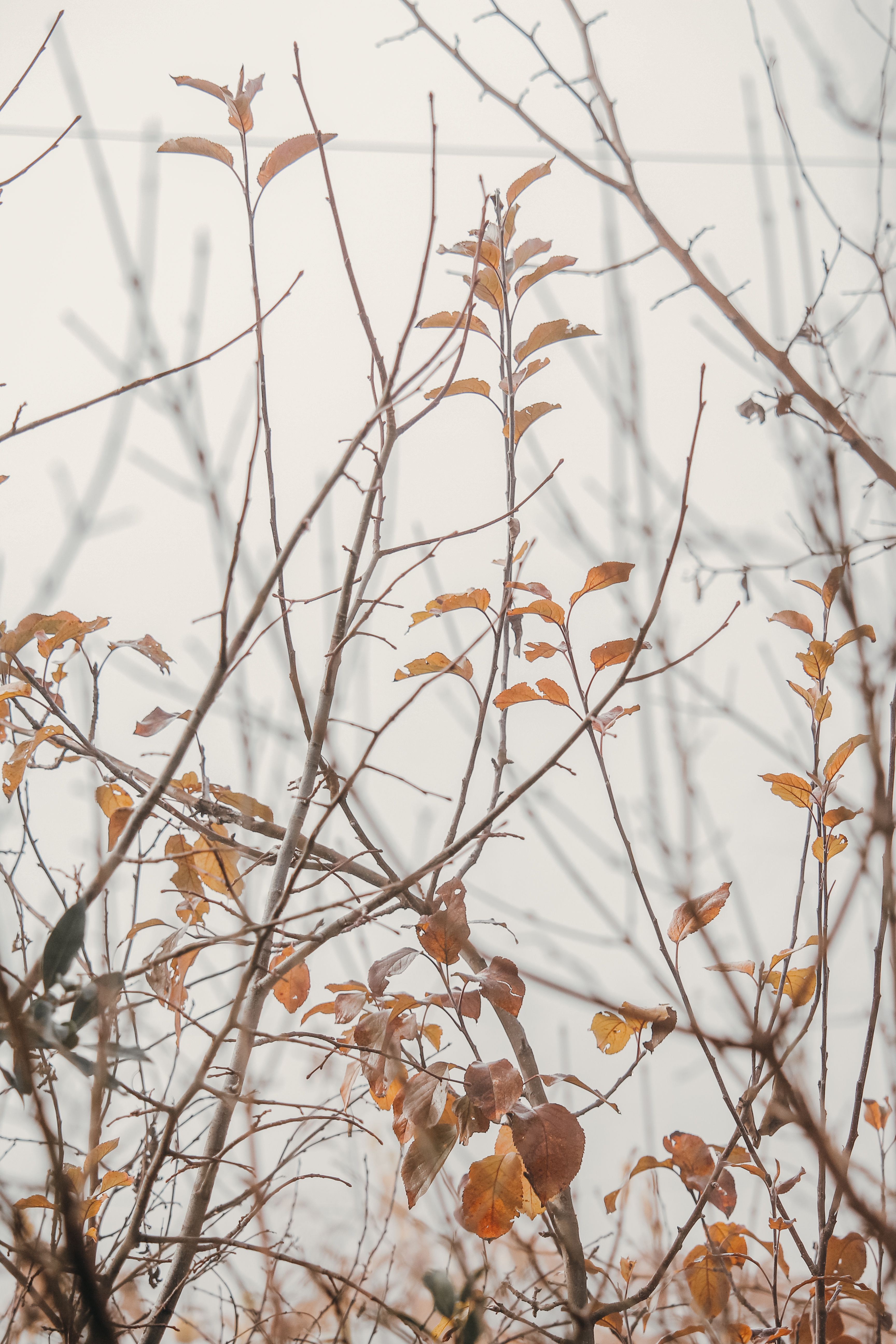 Branches with Autumn Leaves · Free Stock Photo