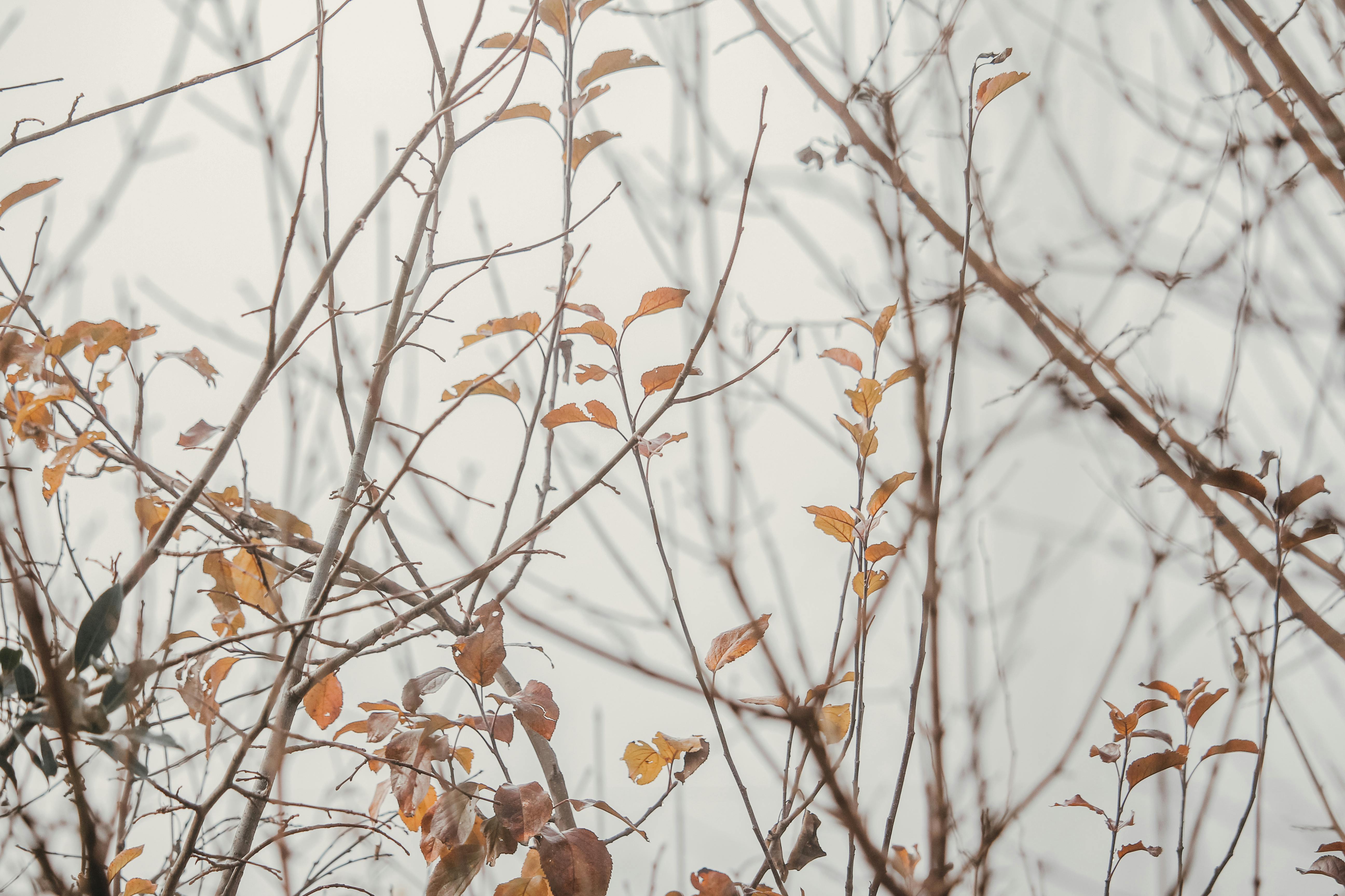 Branches with Autumn Leaves · Free Stock Photo