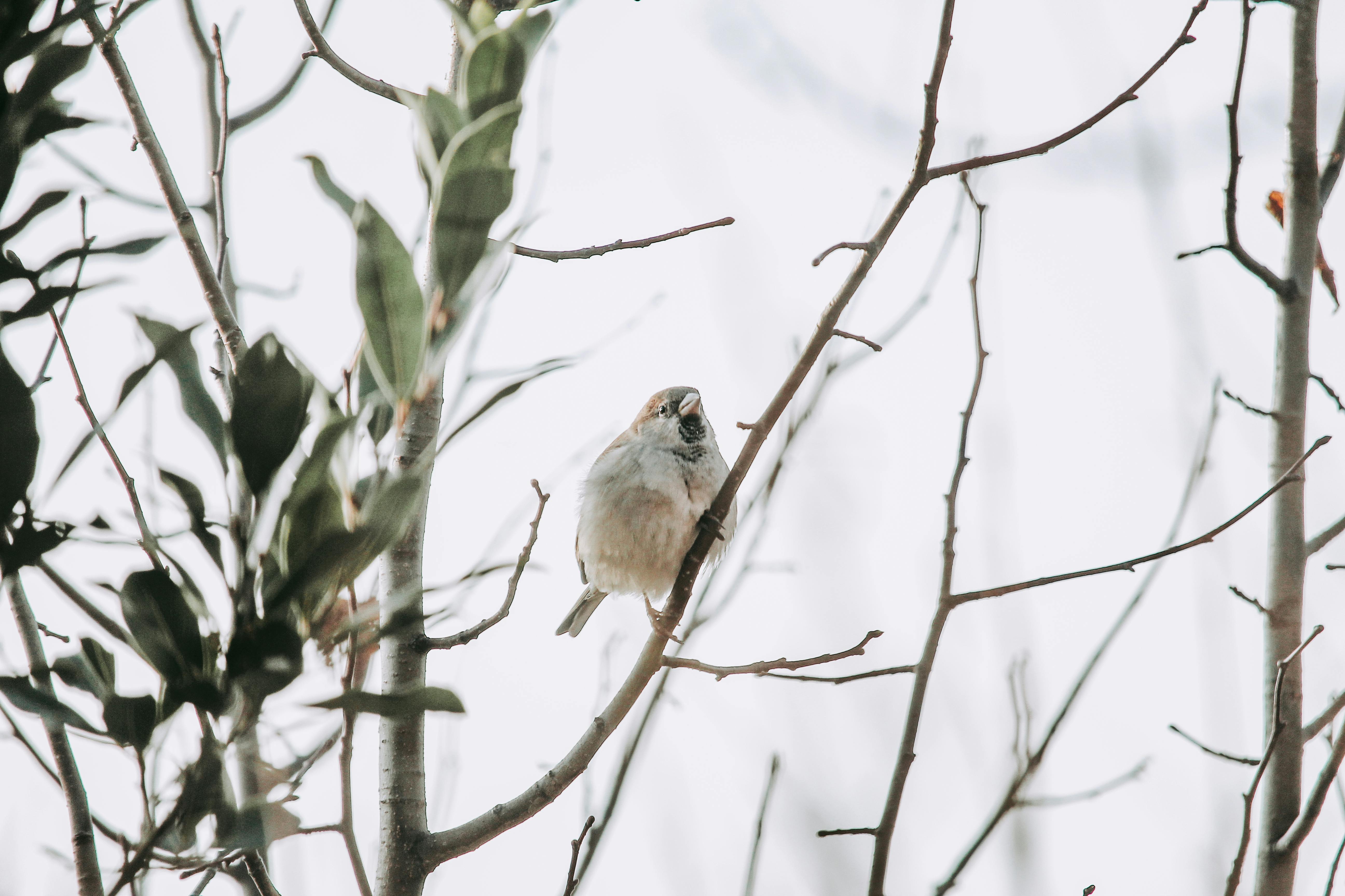 Sahel Bush Sparrow on Tree · Free Stock Photo
