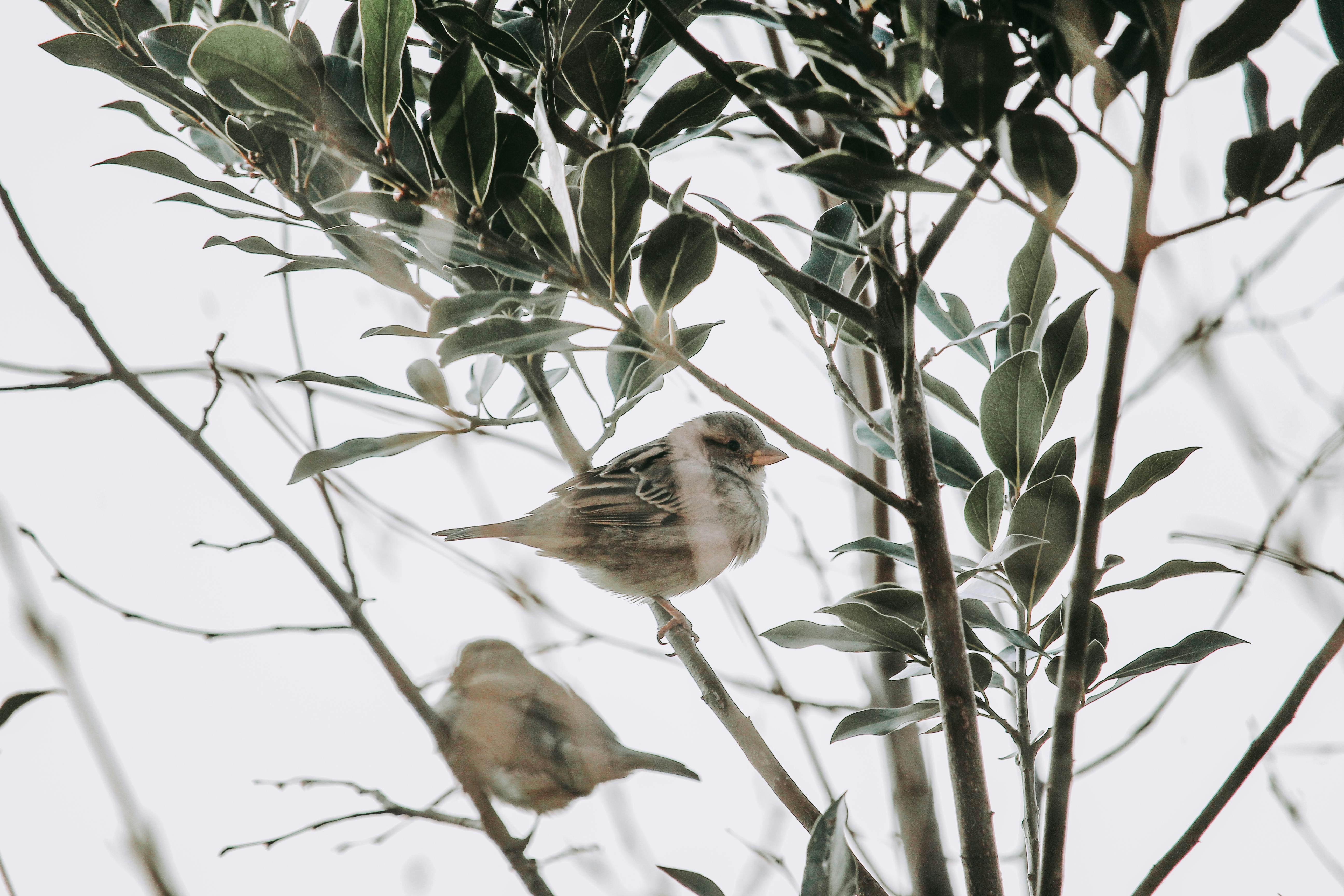 Sind Sparrows on Tree · Free Stock Photo