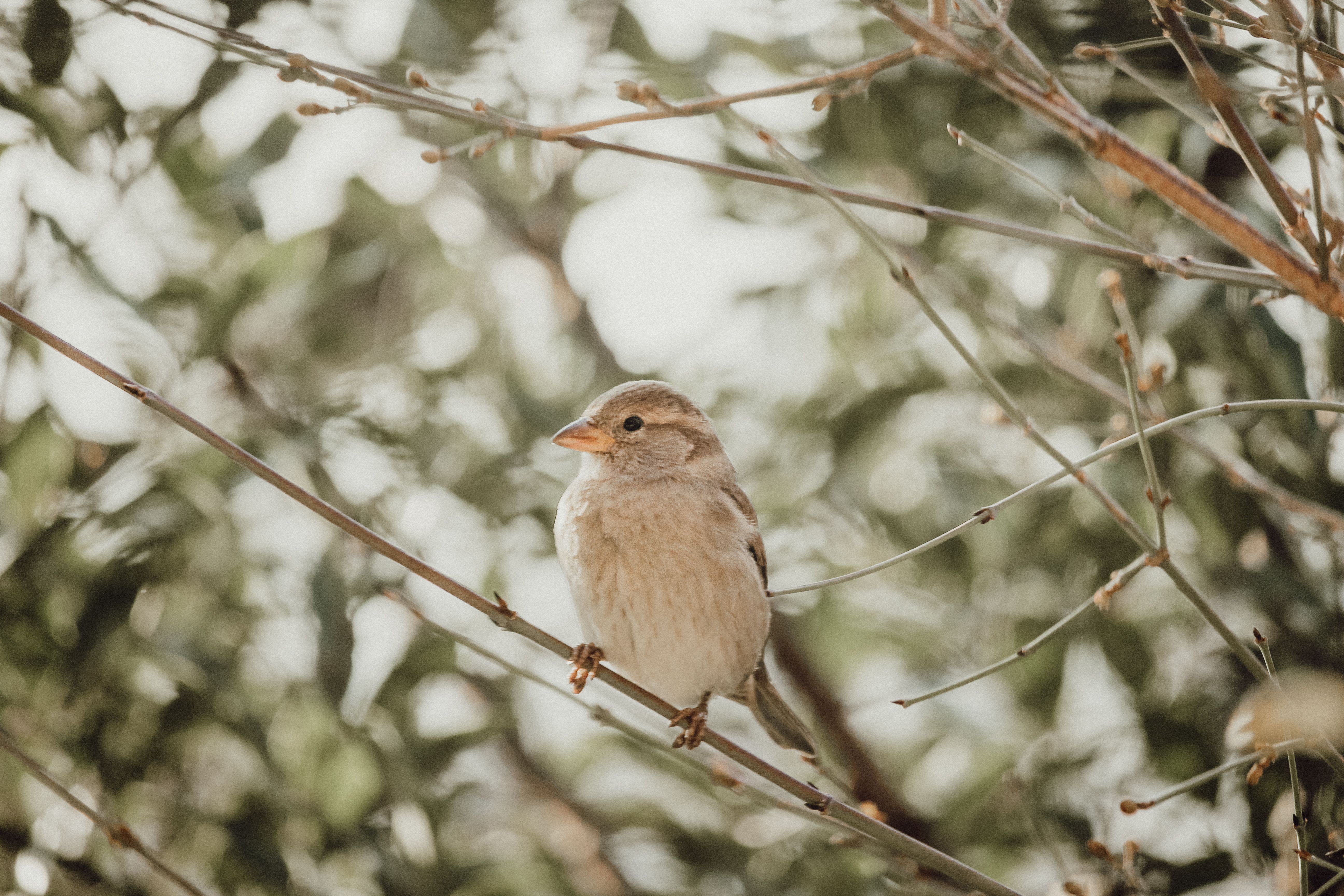 Bird on Twig in Close-up View · Free Stock Photo