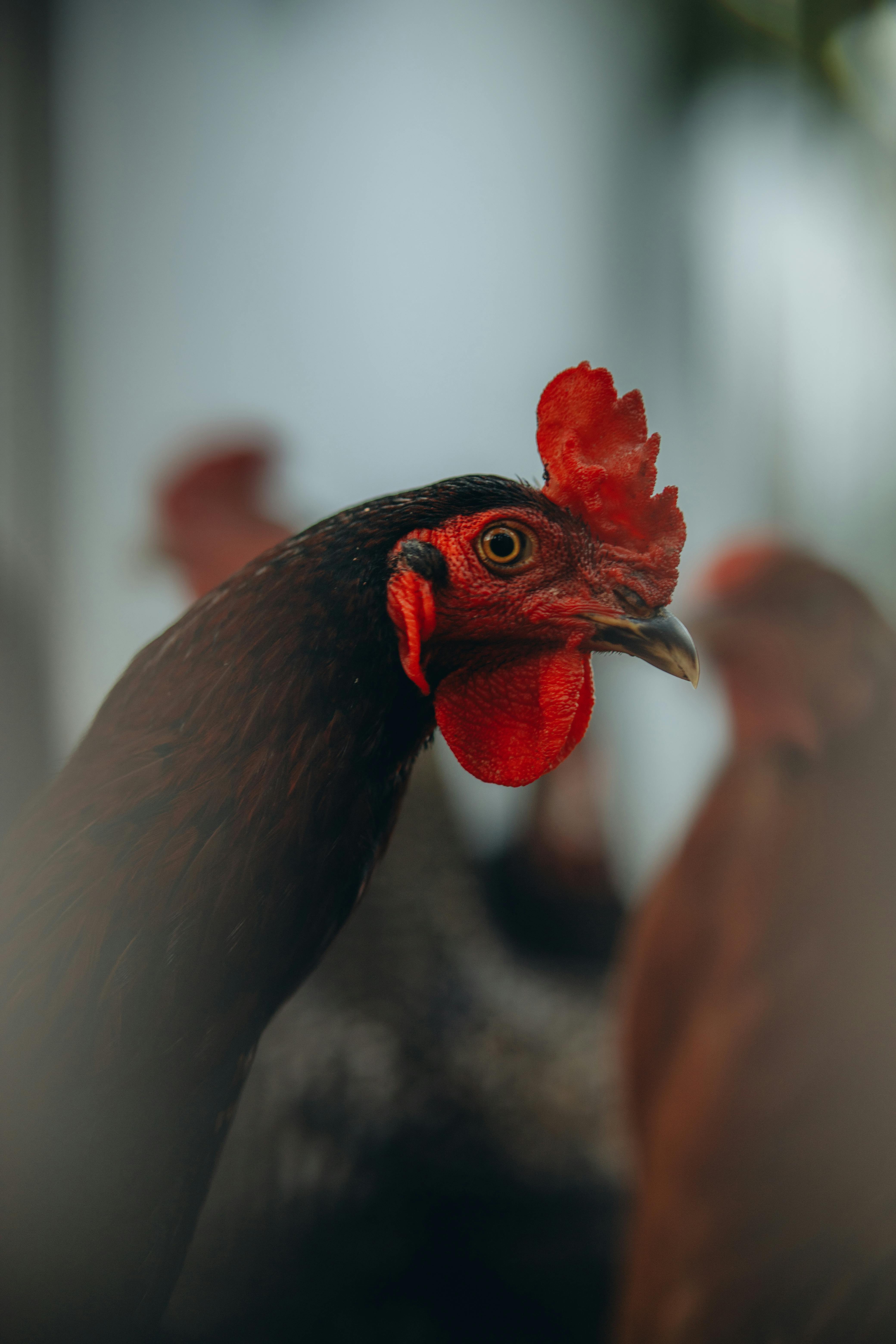 Head of Hen · Free Stock Photo