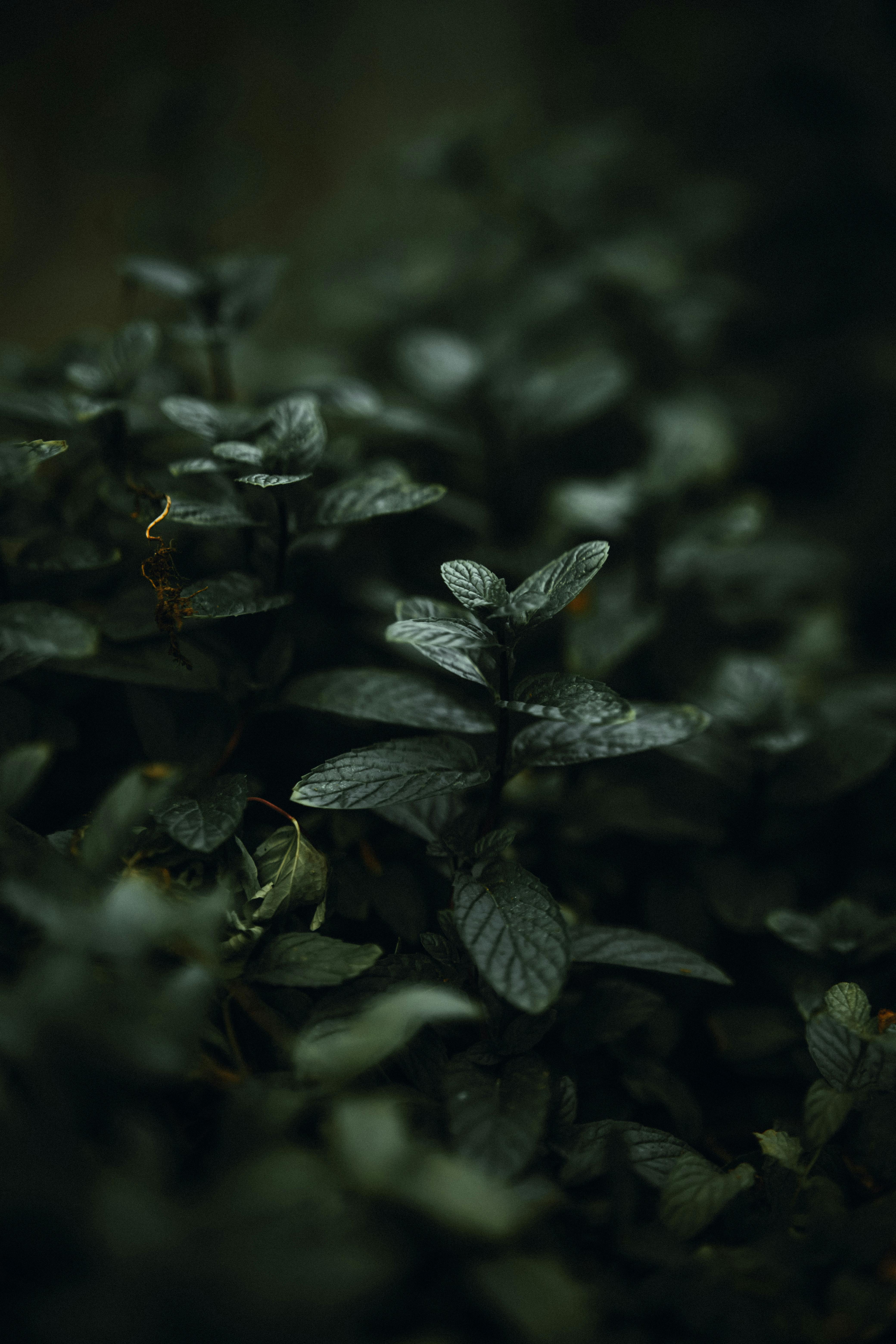 Dark Themed Nature Photos, Download The BEST Free Dark Themed Nature ...