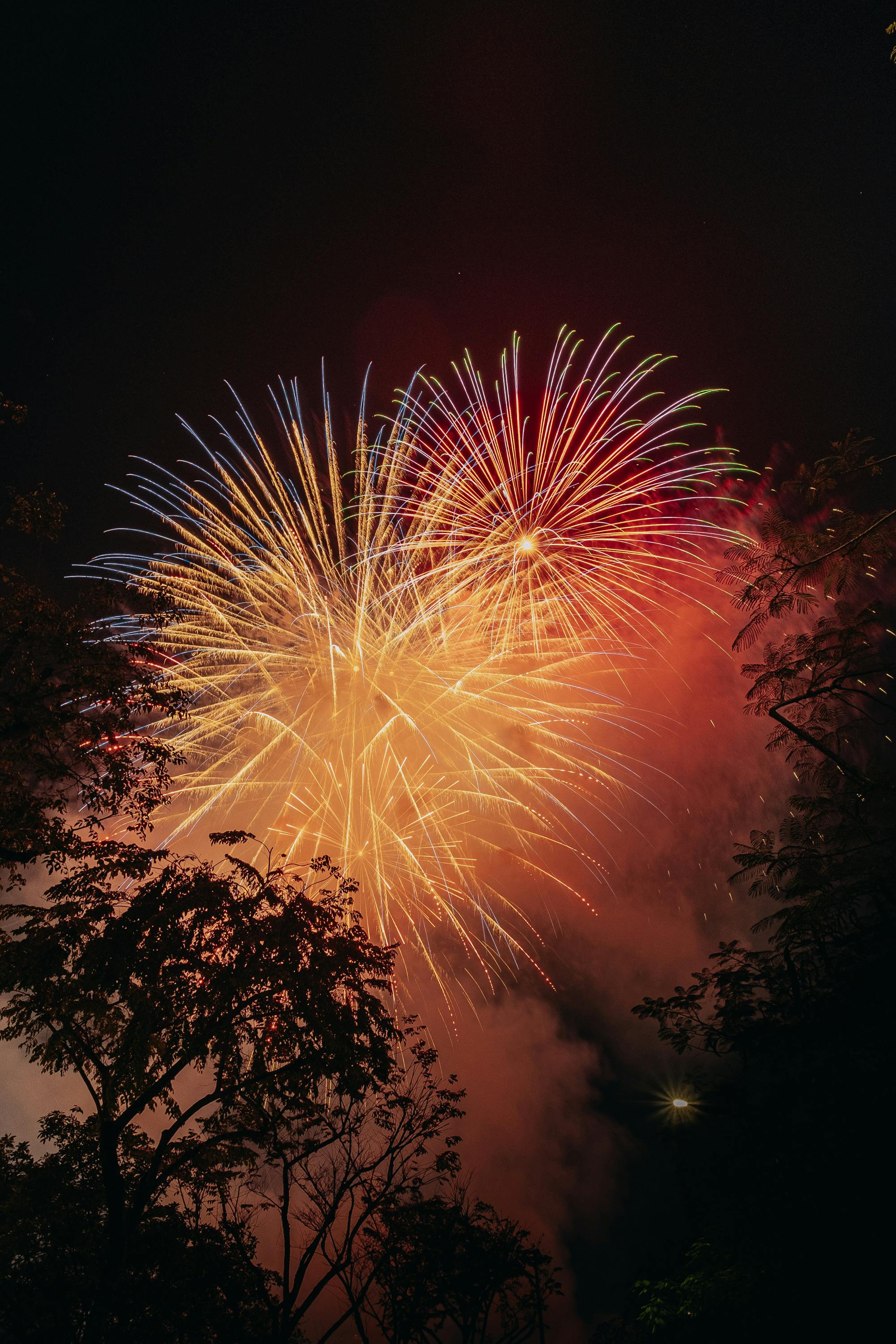 New Years Fireworks Over the Trees · Free Stock Photo
