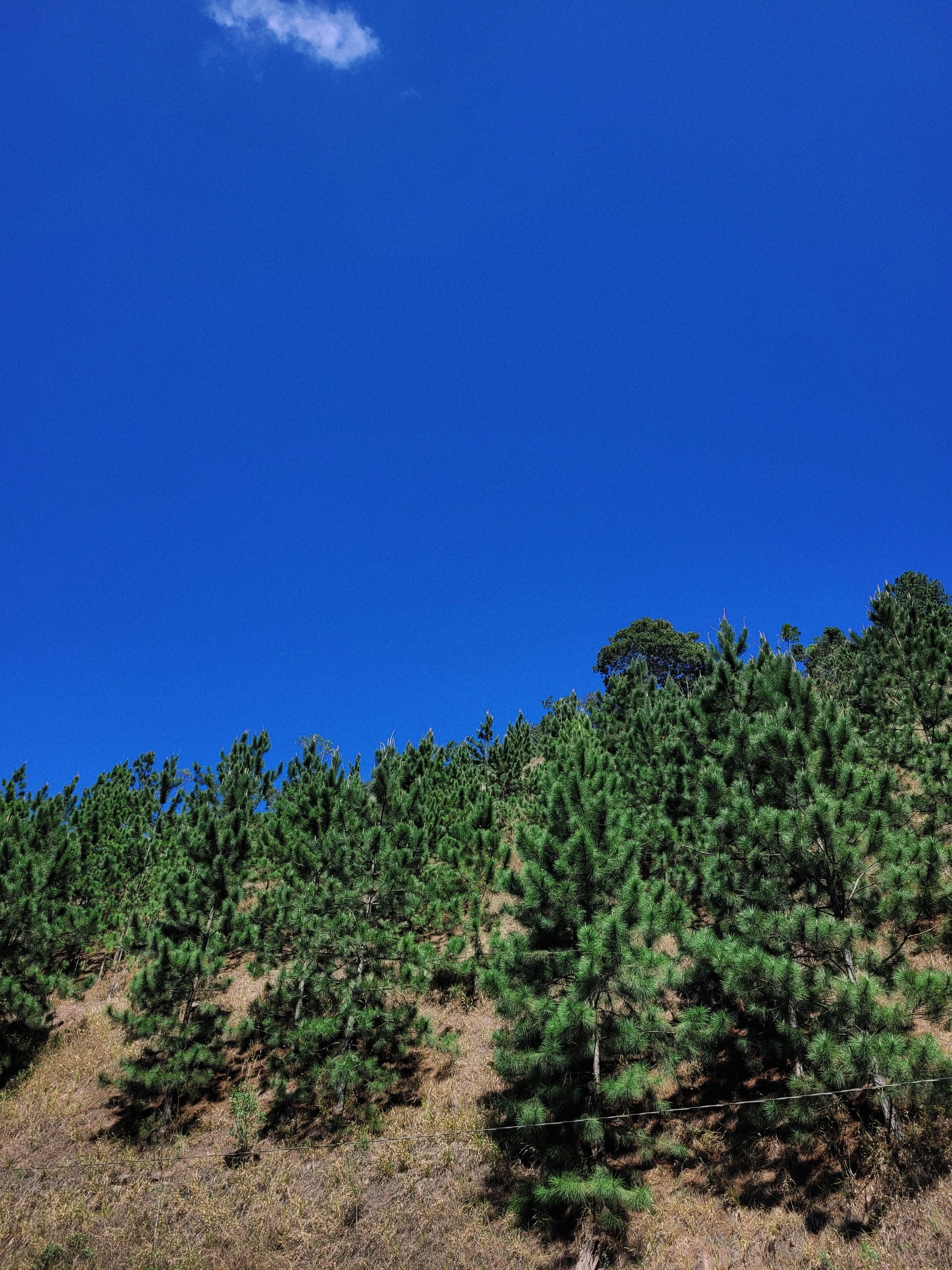 Nature Plants Photos, Download The BEST Free Nature Plants Stock Photos ...