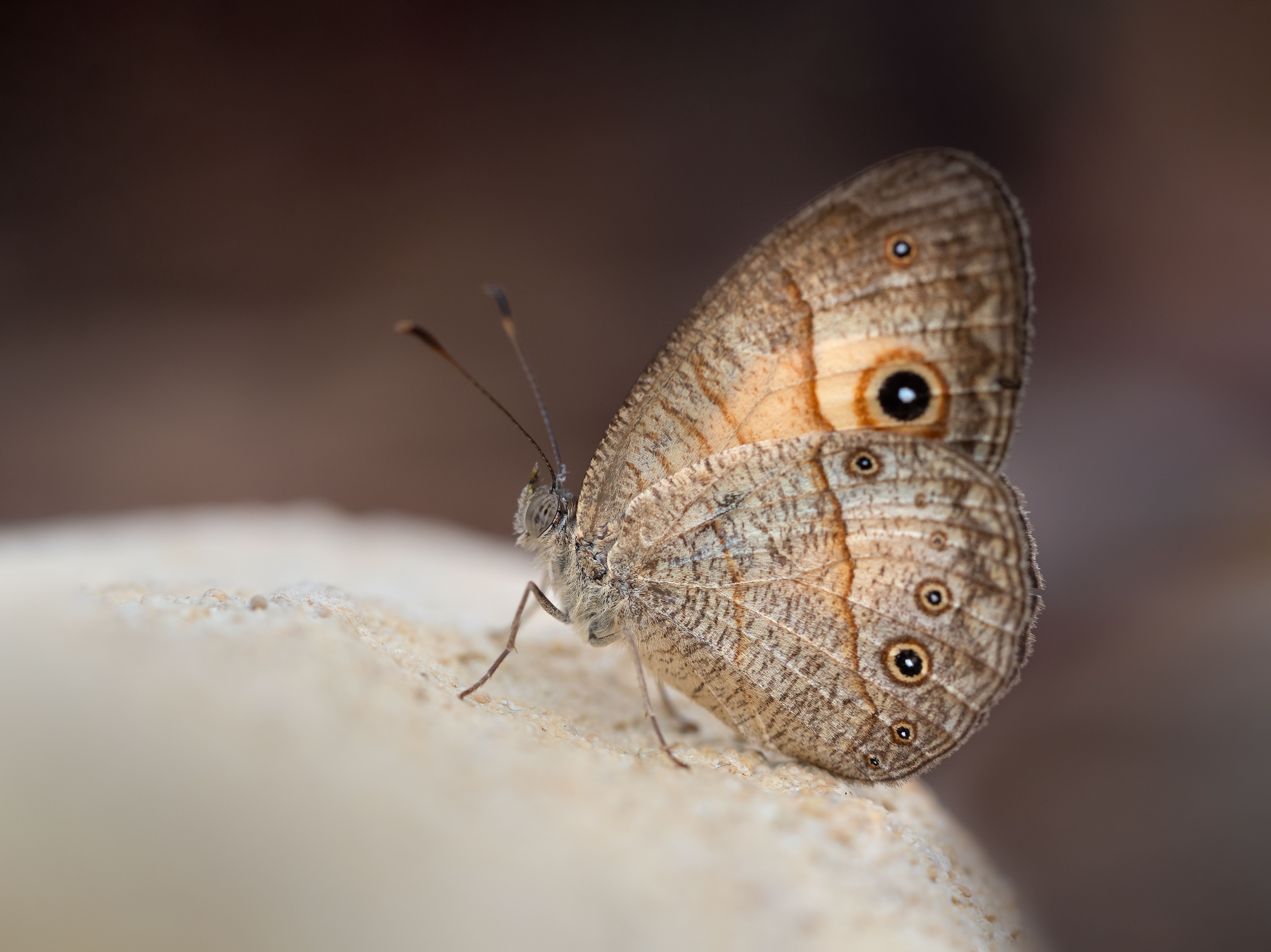 Close Up of a Hermes Satyr Butterfly · Free Stock Photo