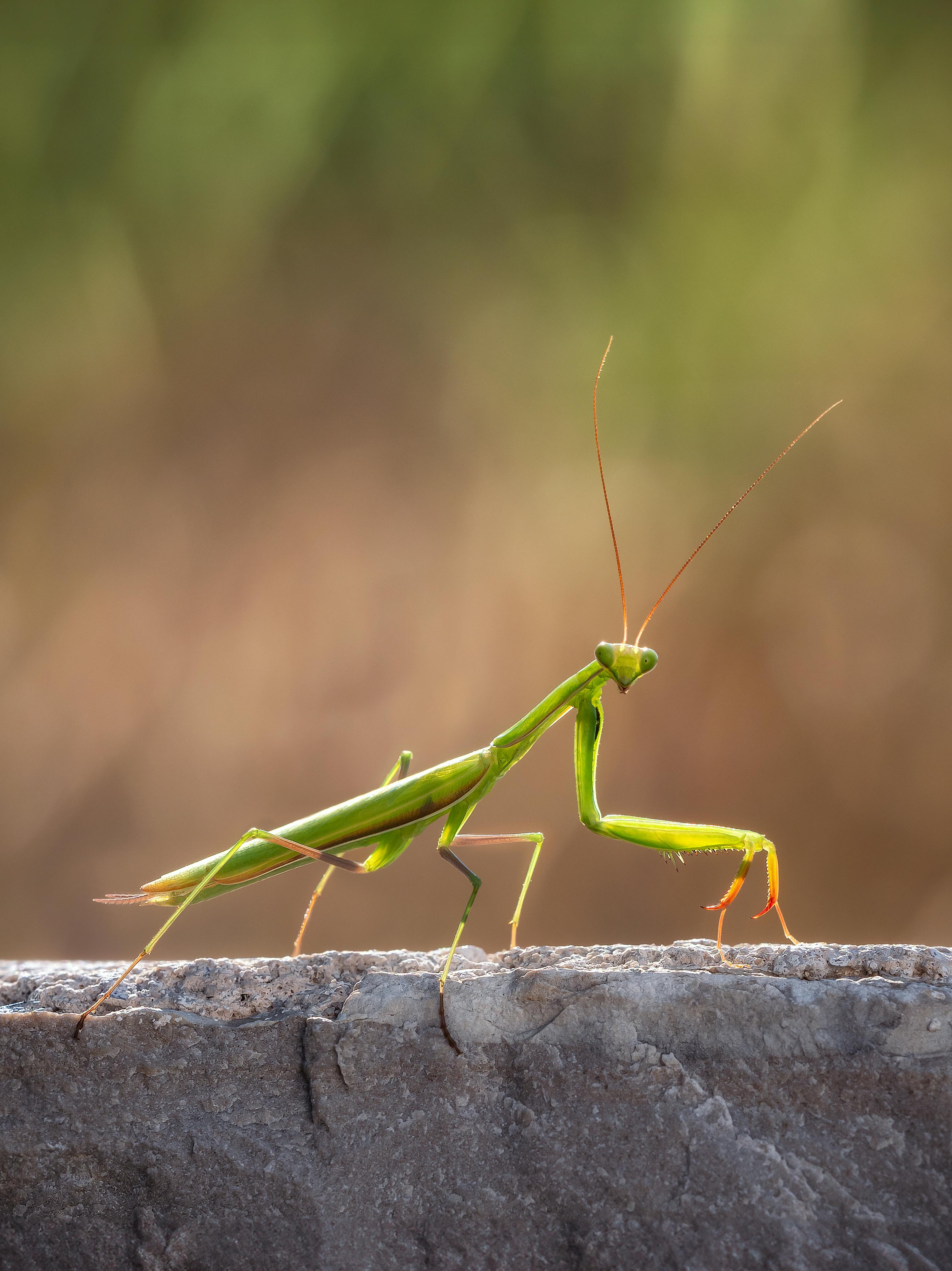 Close-up of a Mantis Sitting on a Rock · Free Stock Photo