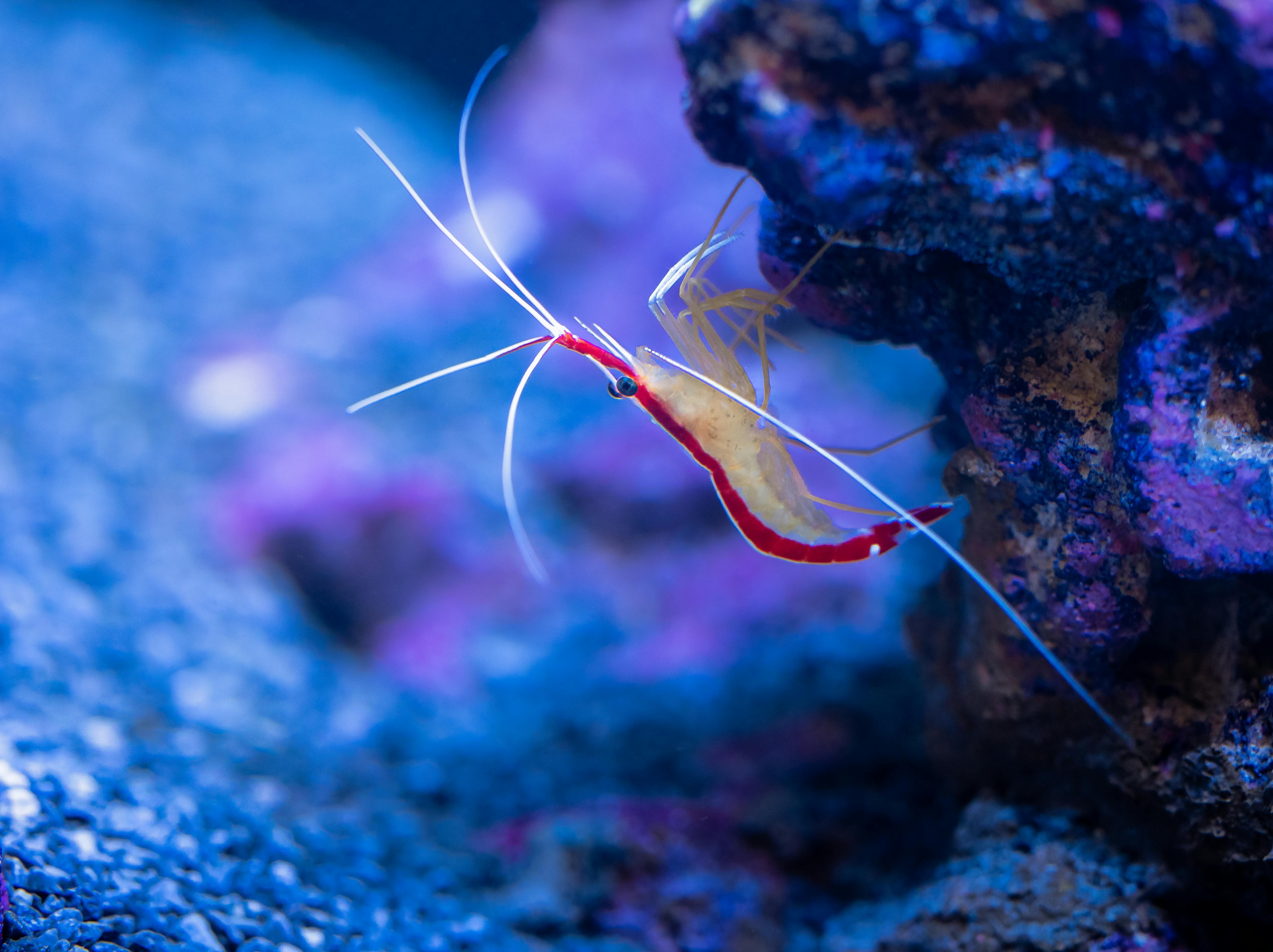 Scarlet Skunk Cleaner Shrimp Photos, Download The BEST Free Scarlet ...