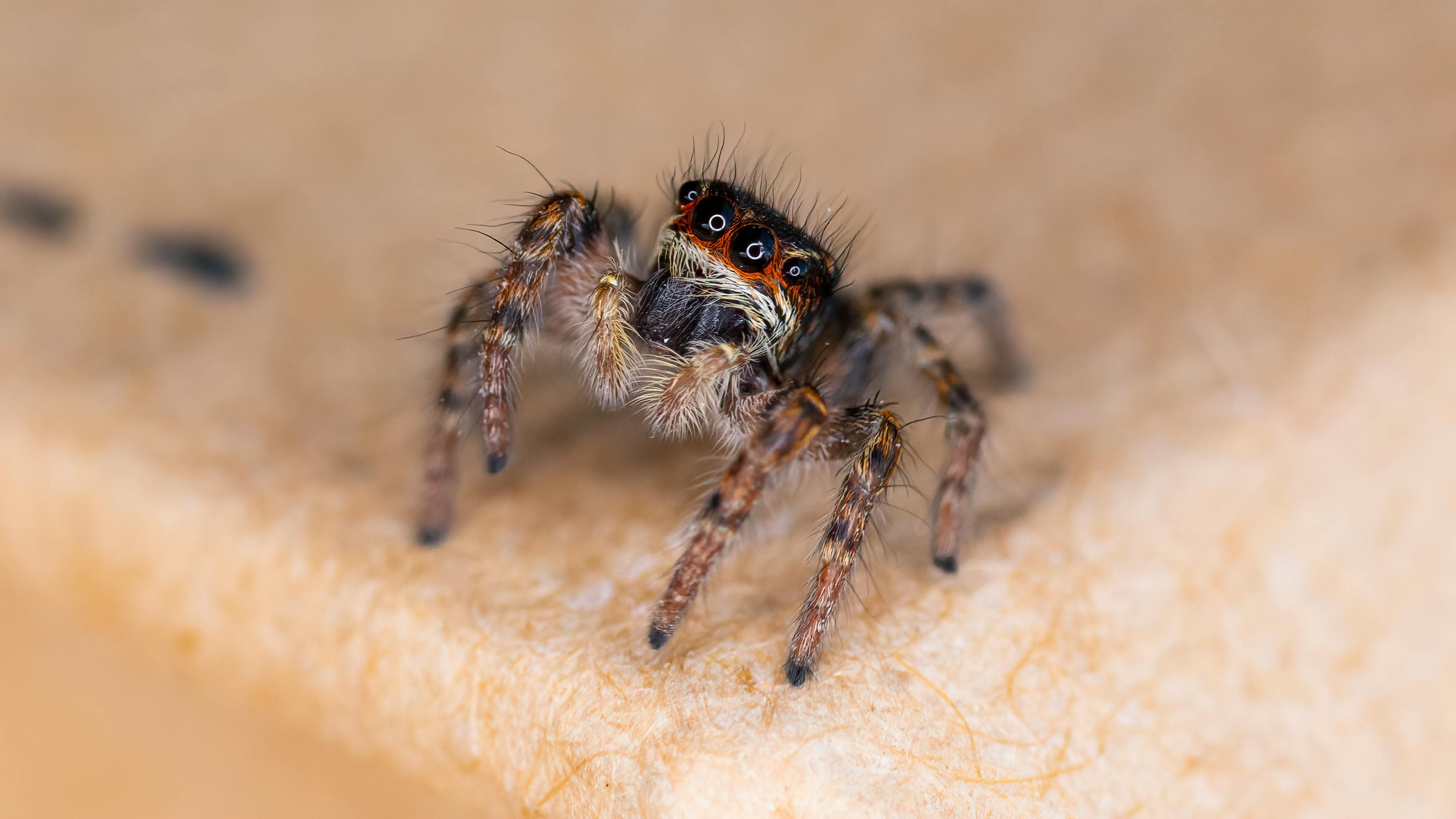 Macro Photography of a Spider · Free Stock Photo