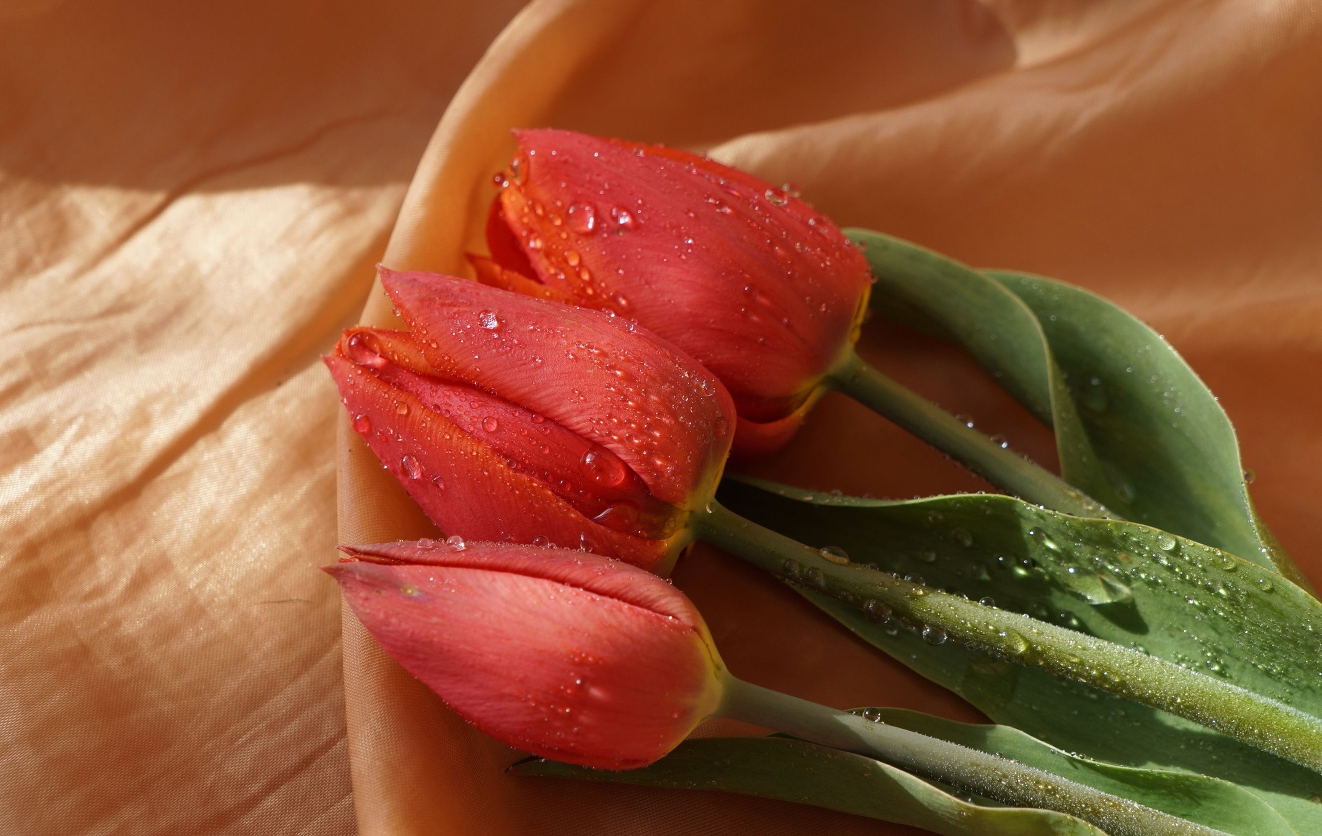 Tulip Fabric Photos, Download The BEST Free Tulip Fabric Stock Photos ...