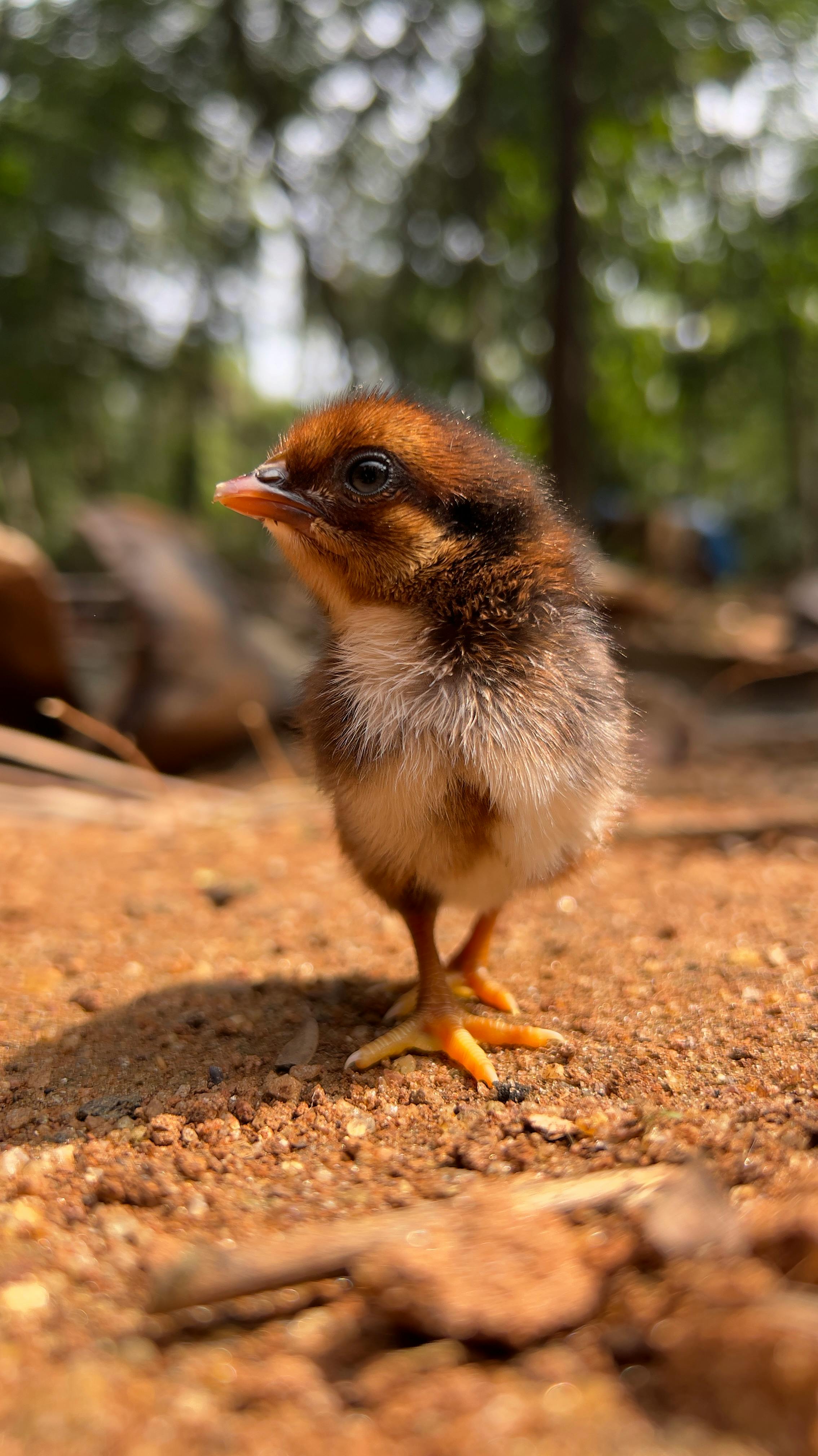 Foto de stock gratuita sobre animal, ganado, mono, naturaleza, pájaro ...