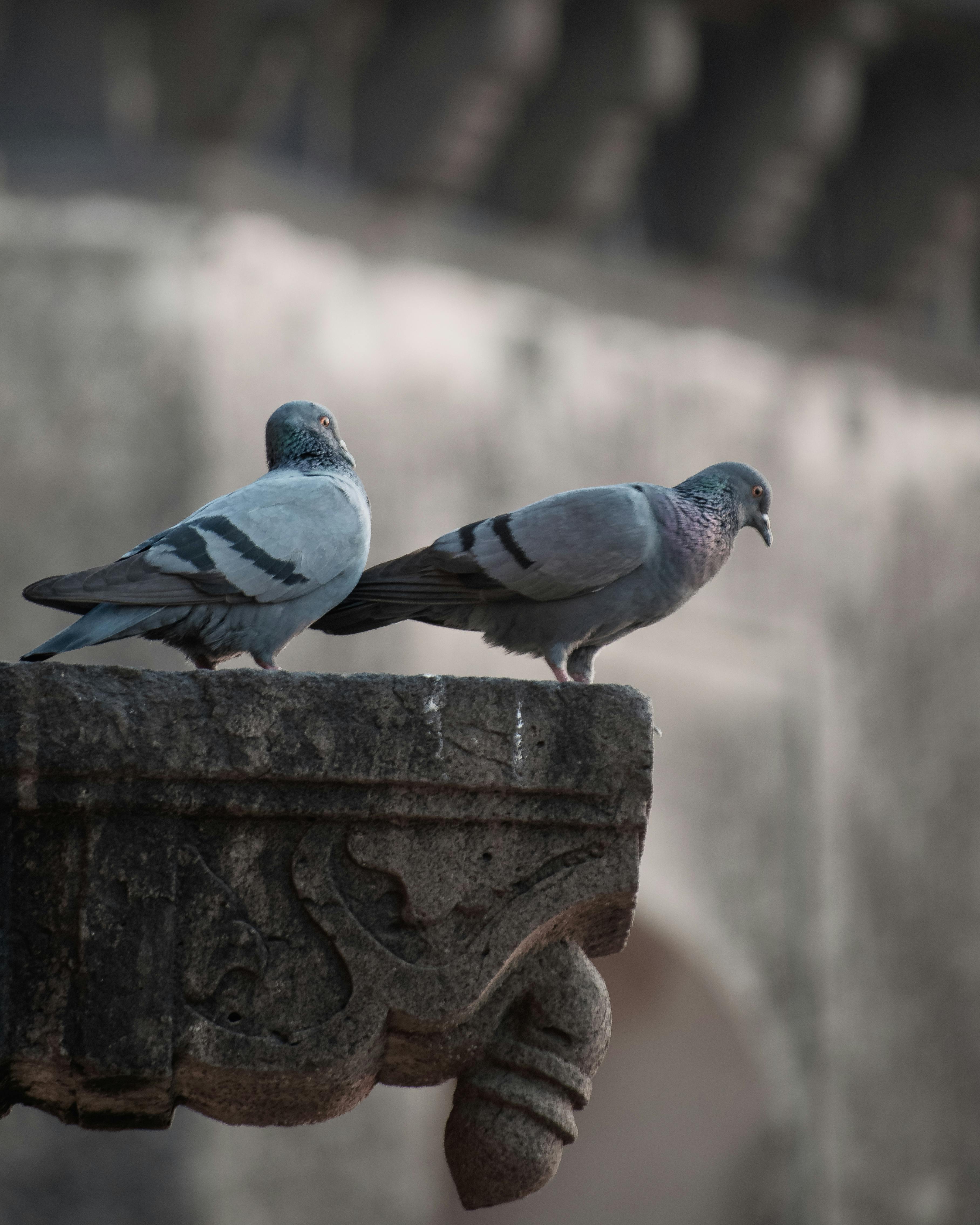 Gray Yeon Photos, Download The BEST Free Gray Yeon Stock Photos & HD Images