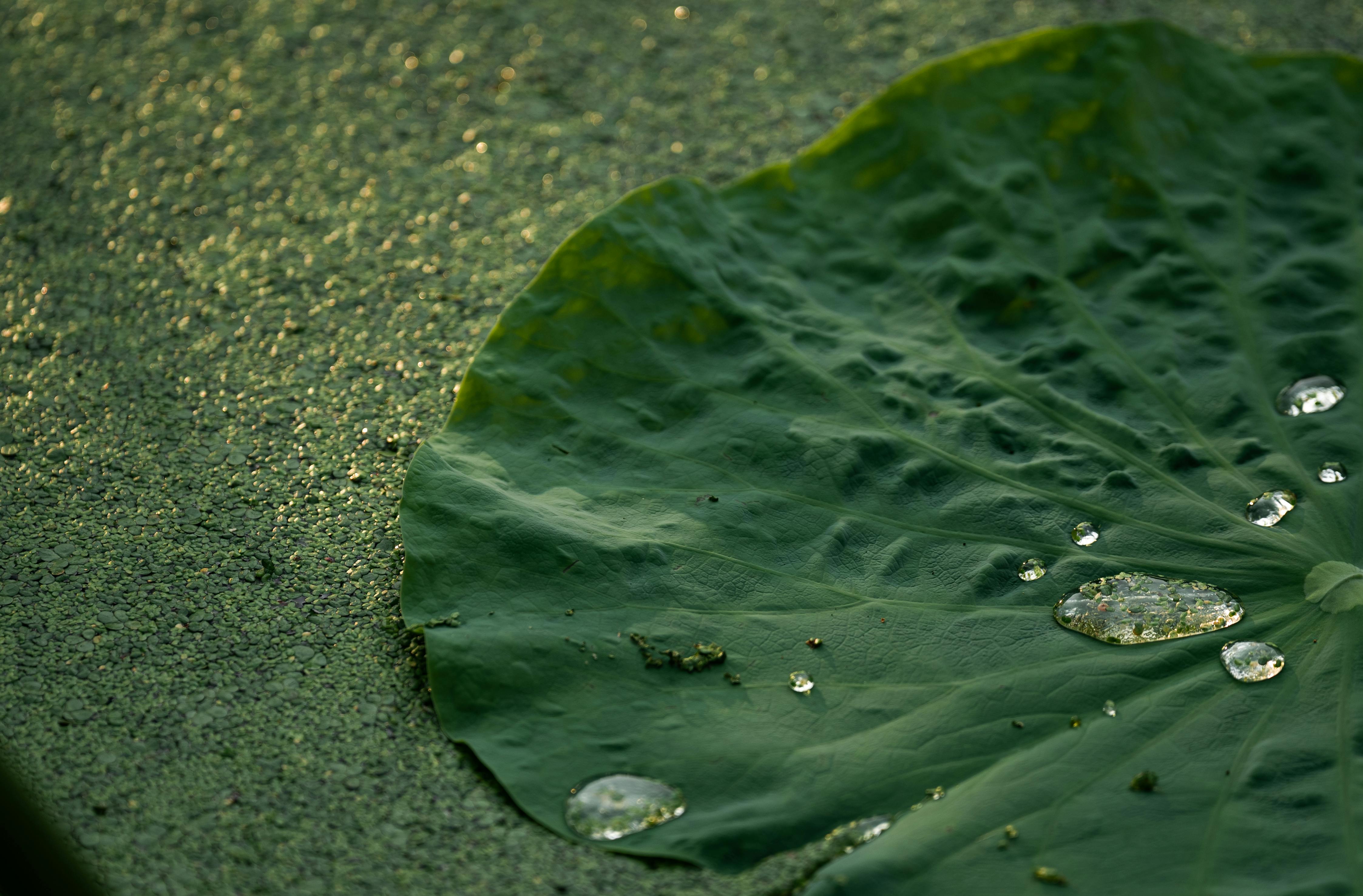 Lotus Leaf With Droplets Photos, Download The BEST Free Lotus Leaf With ...