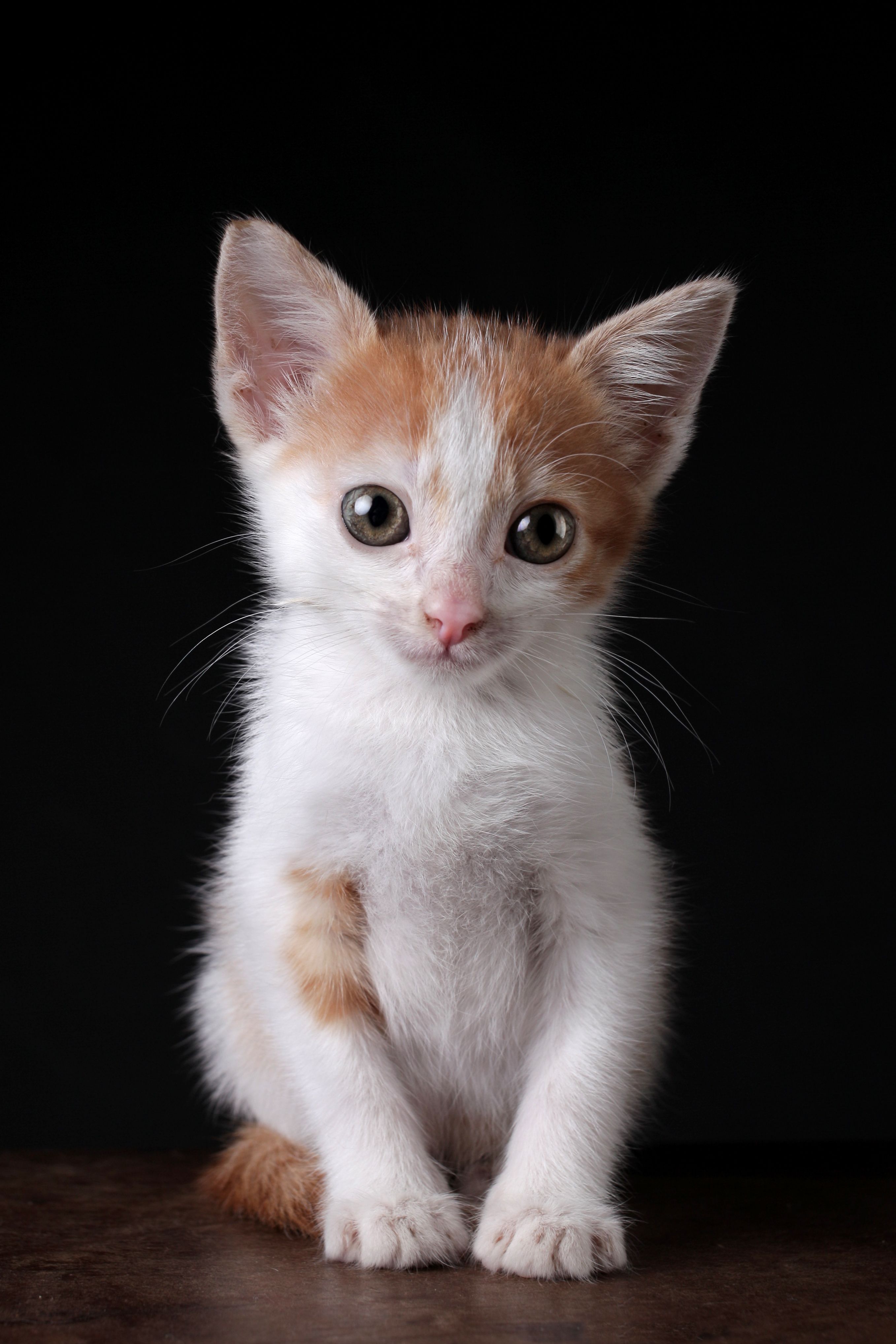 Chaton Mignon Regardant La Caméra · Photo gratuite