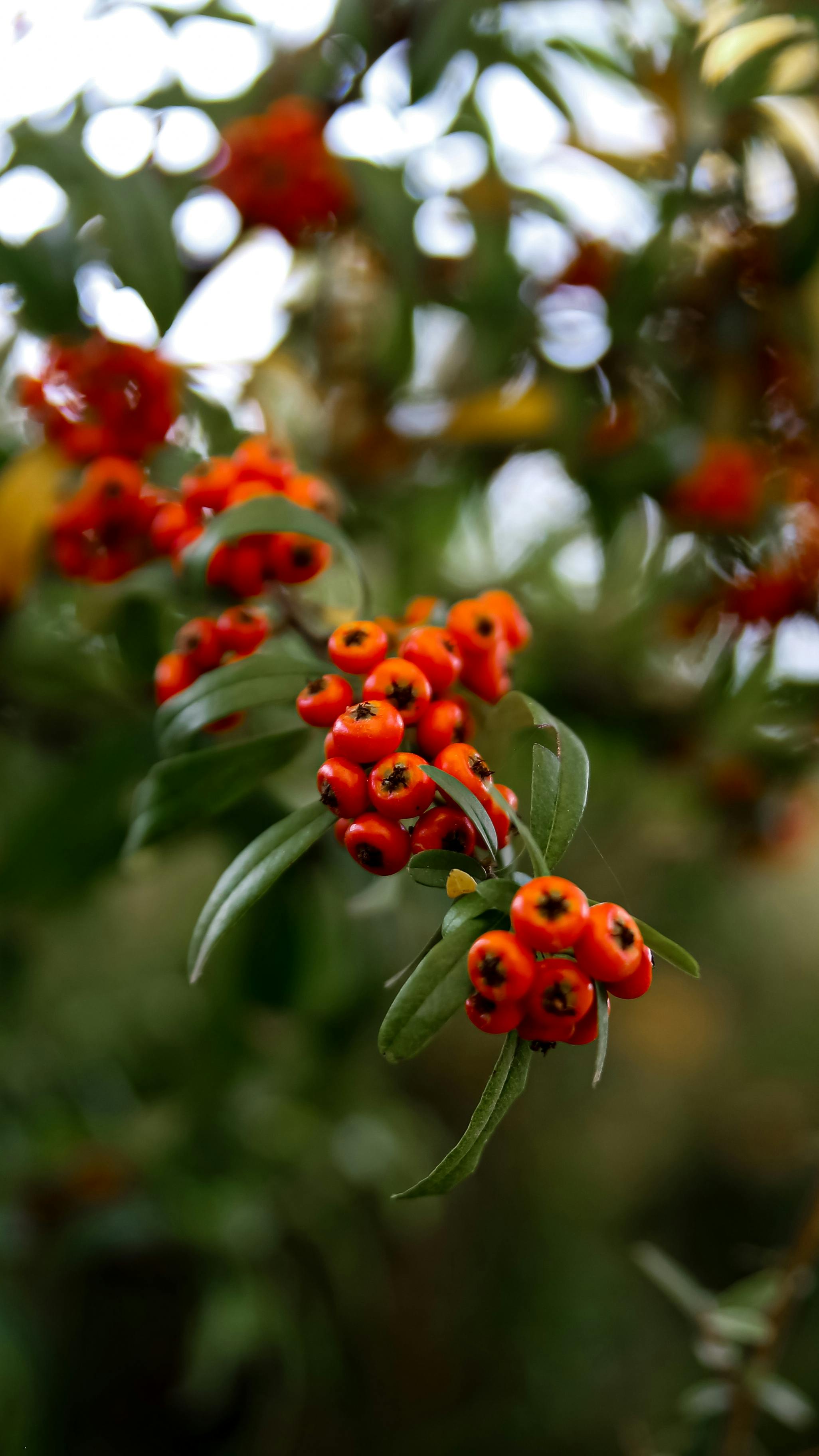 Photo gratuite de aménagement paysager, arbuste, automne, baies, baies ...