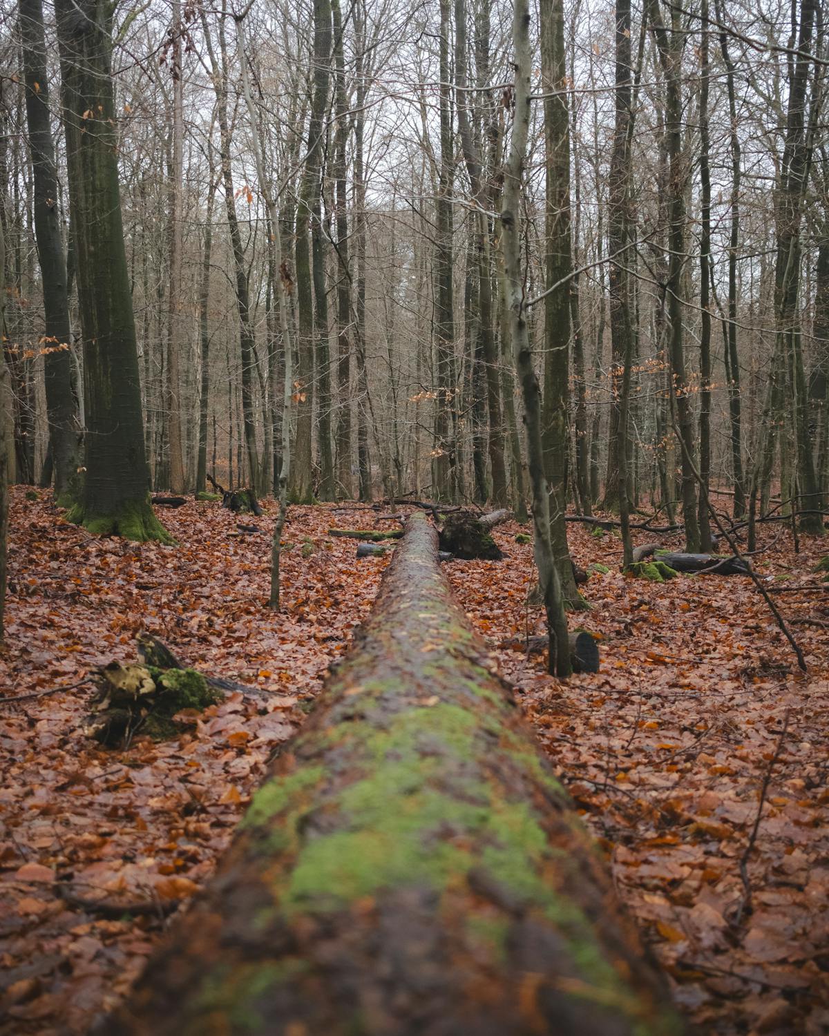 Free Non Copyrighted Photos, Download The BEST Free Free Non ...