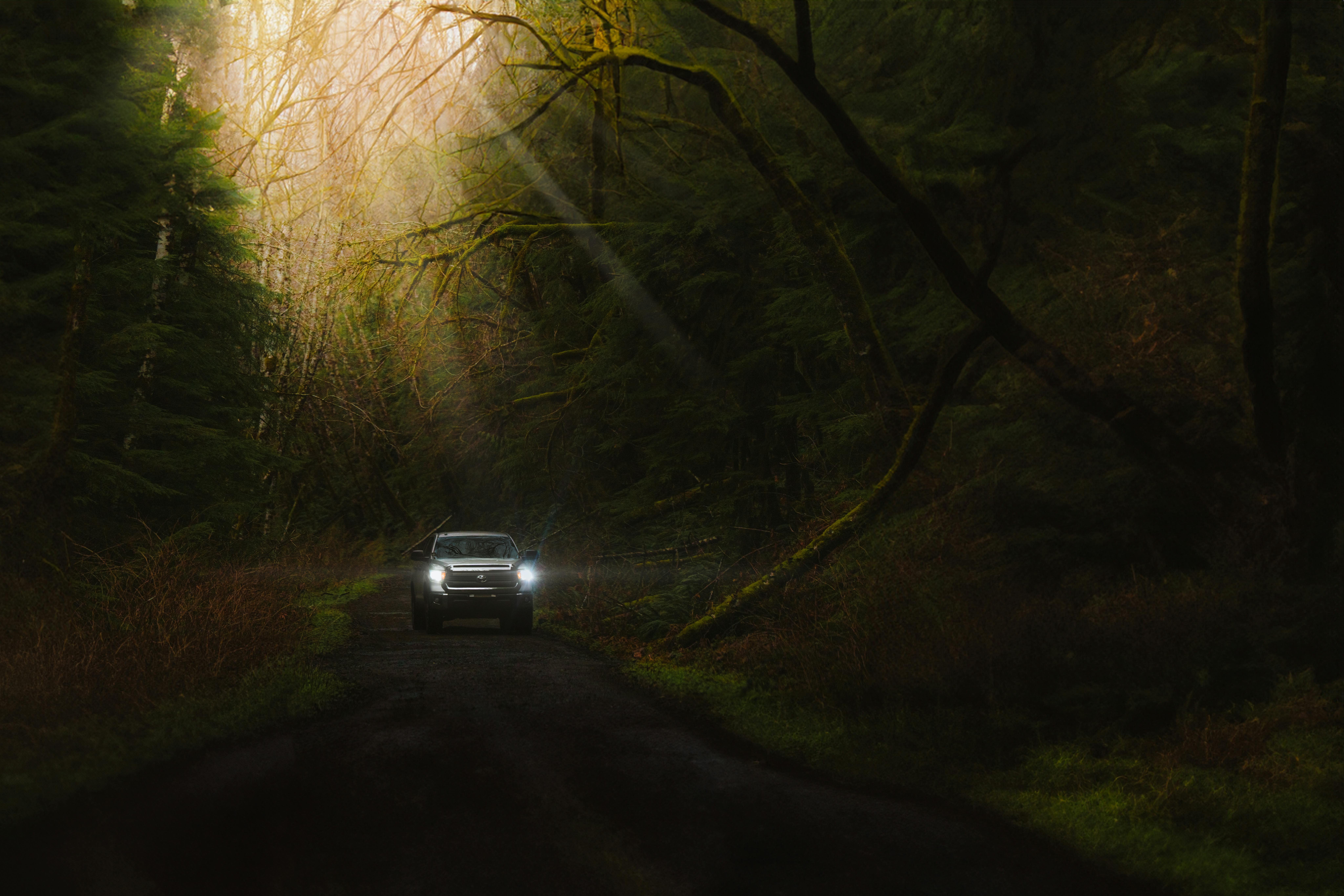 Car on Road in Forest · Free Stock Photo