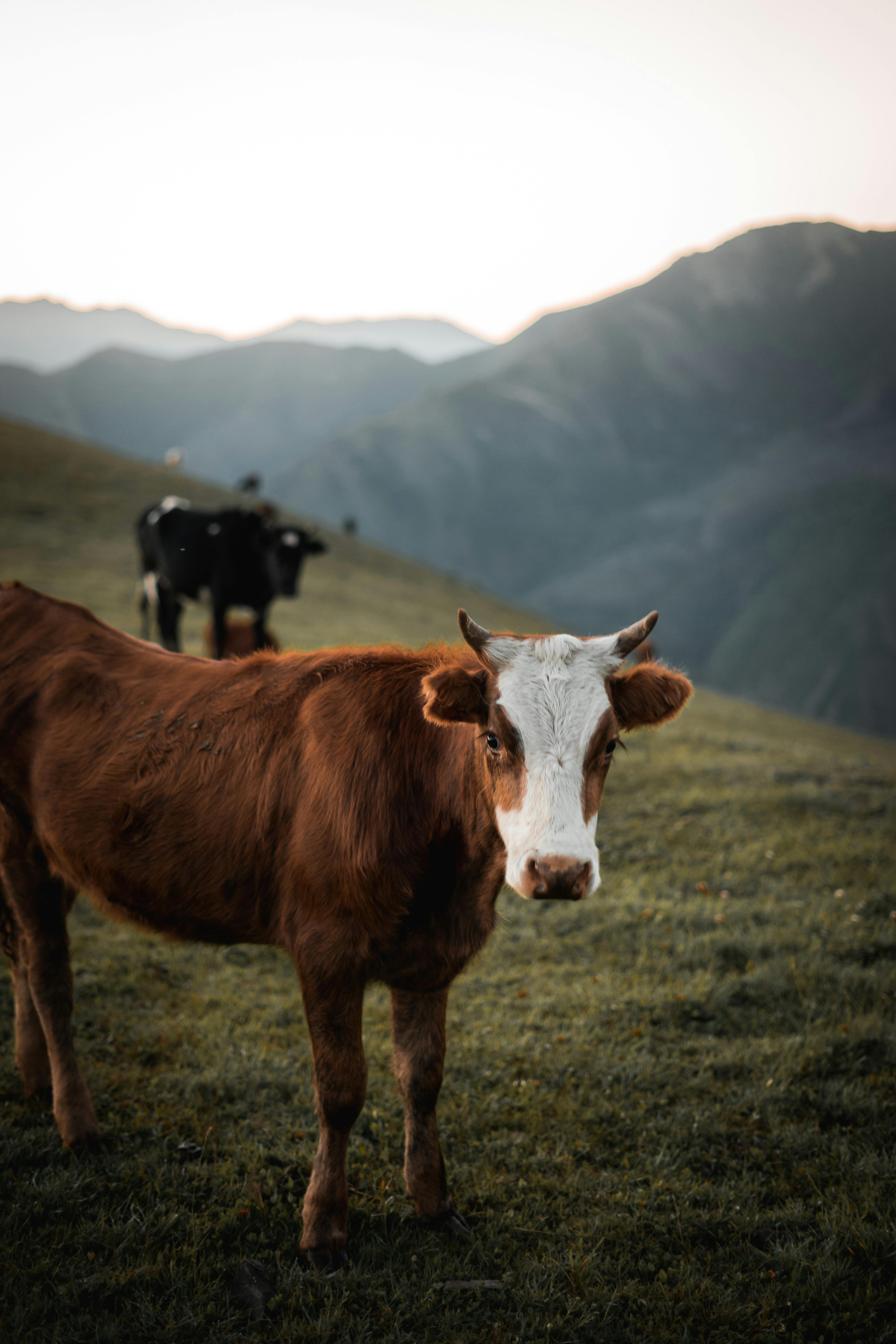Farmers on Trailer with Cattle at Sunset · Free Stock Photo