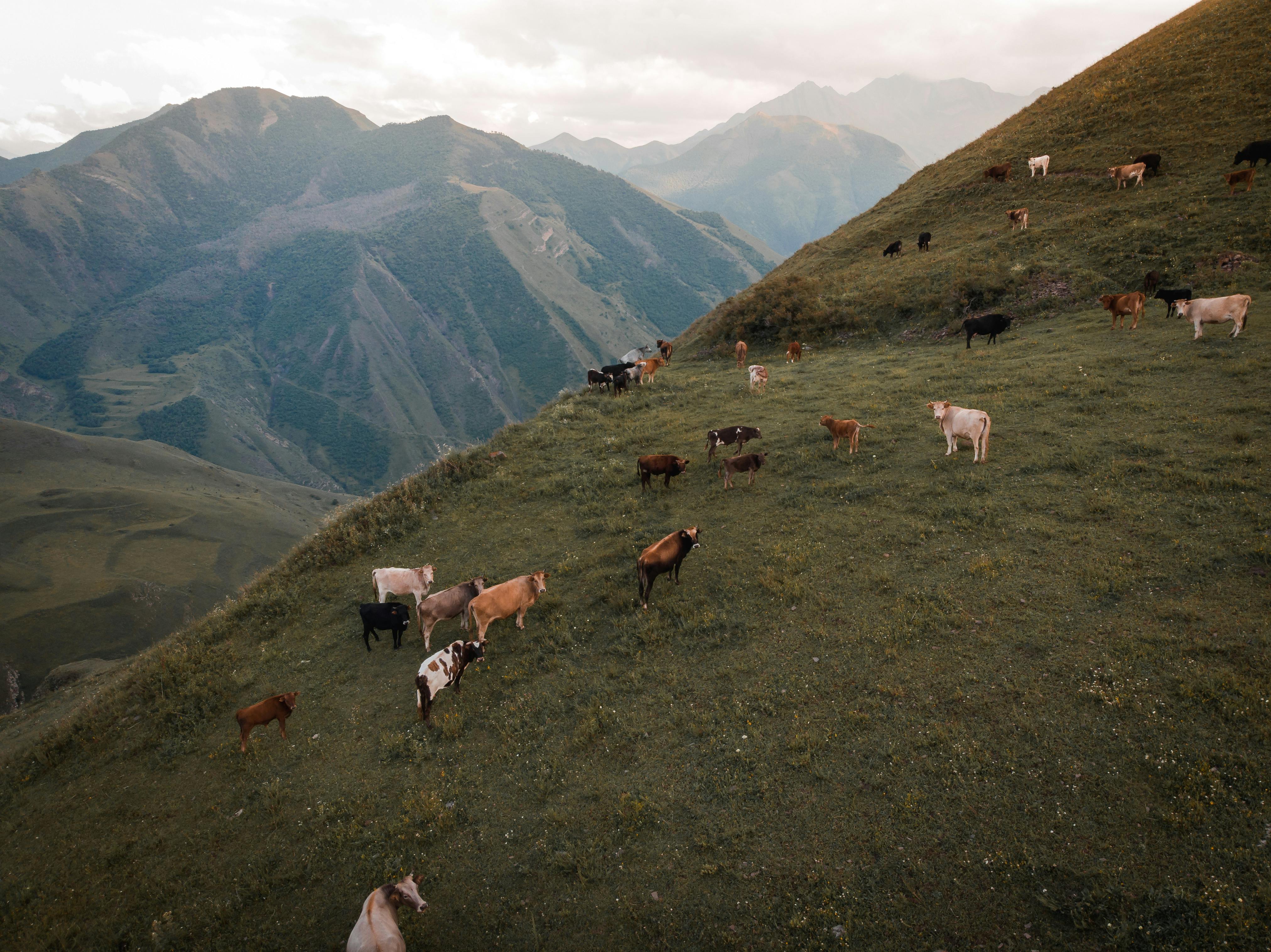 Vechur Cows Photos, Download The BEST Free Vechur Cows Stock Photos ...