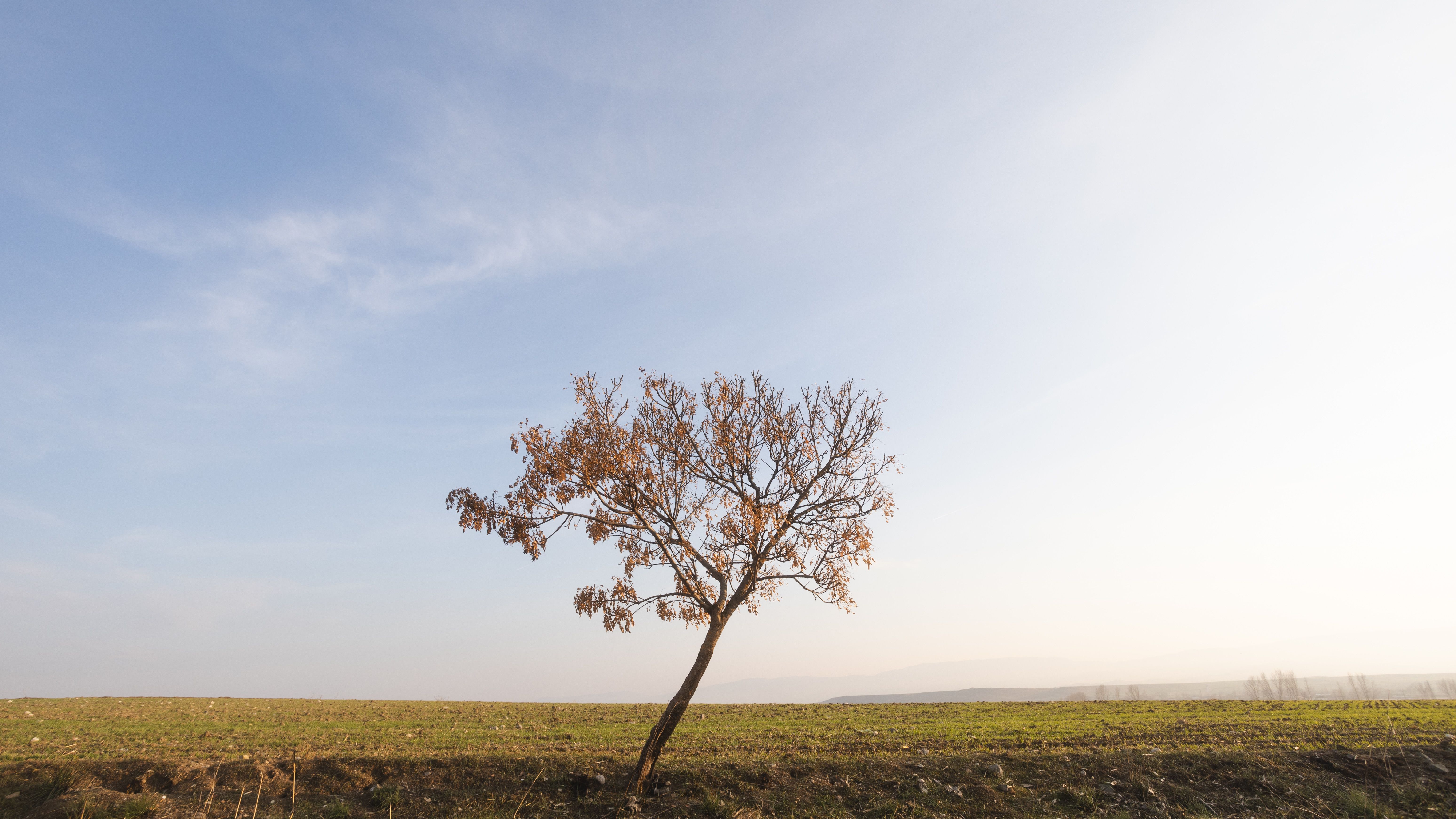 Single Tree on Field in Countryside · Free Stock Photo