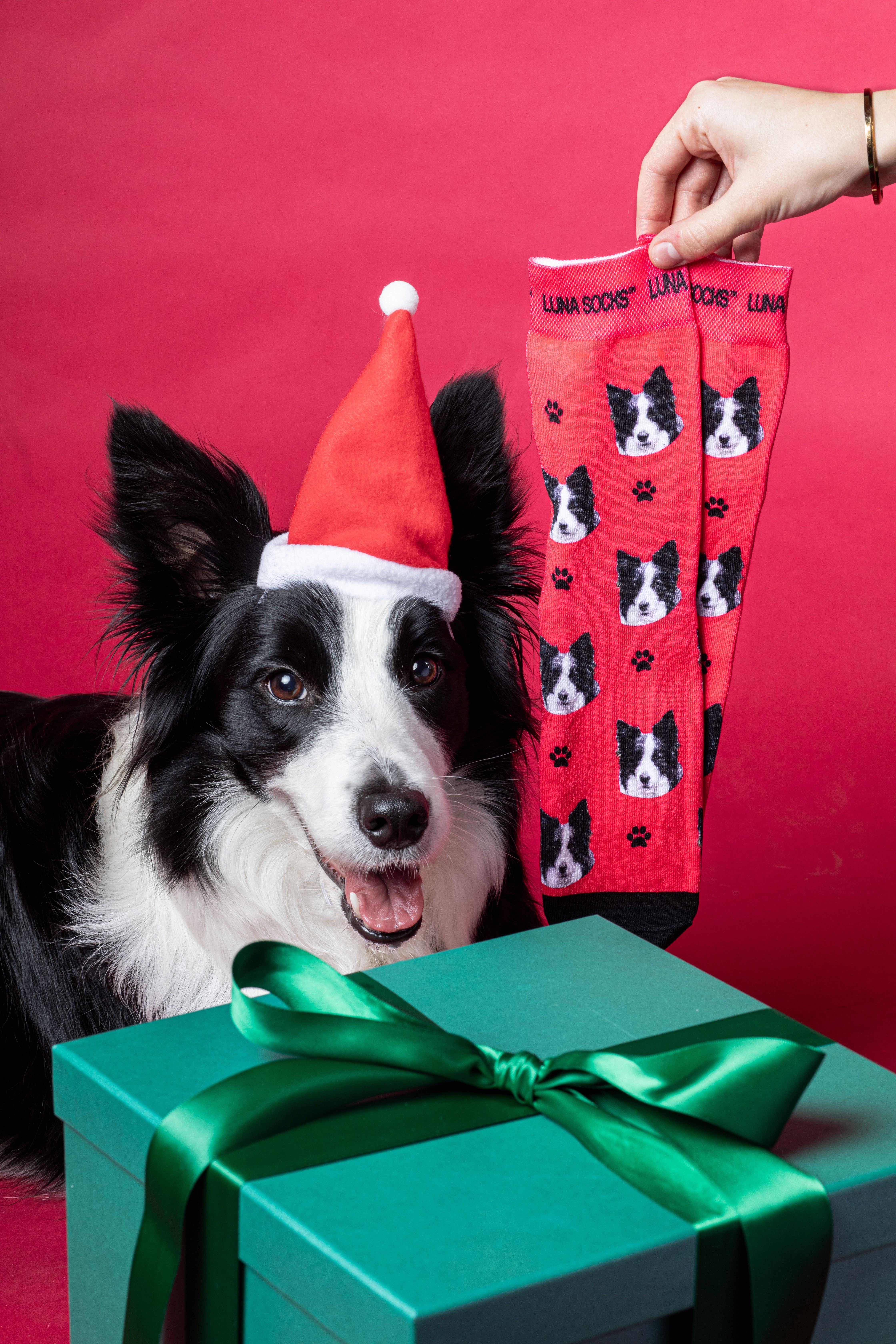 Cute Dog in Santa Hat · Free Stock Photo