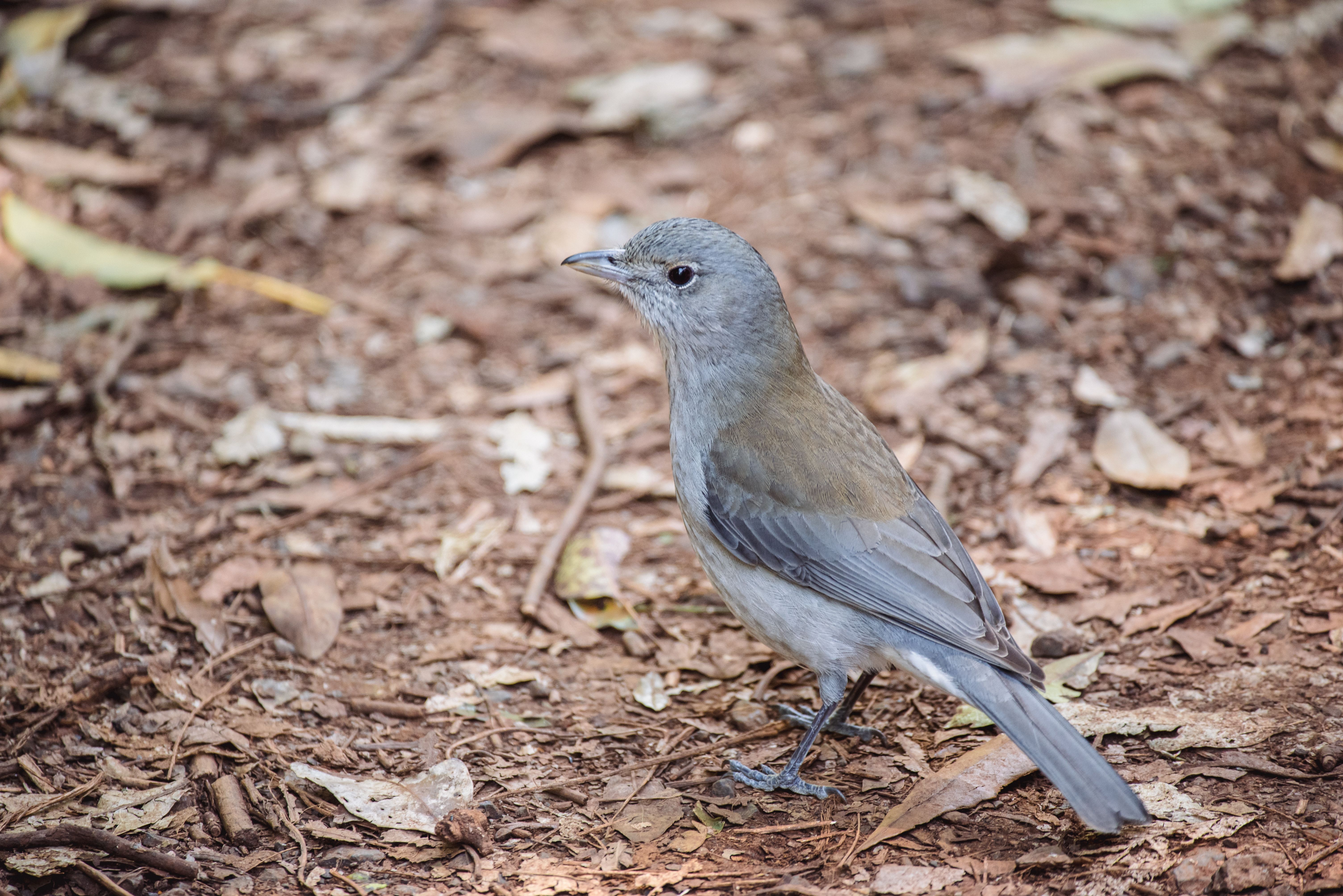 Grey Shrikethrush Bird on Ground · Free Stock Photo