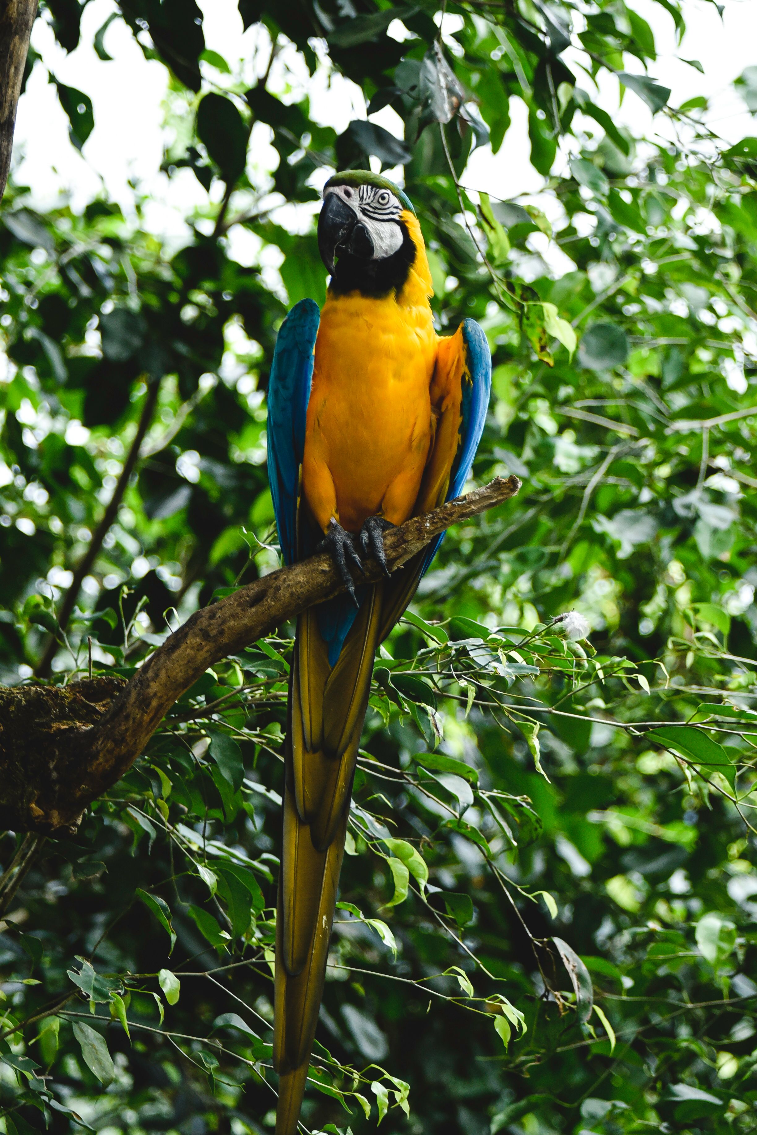 Selective Focus Photo of a Caged Orange and Yellow Baby Parrot Perched ...
