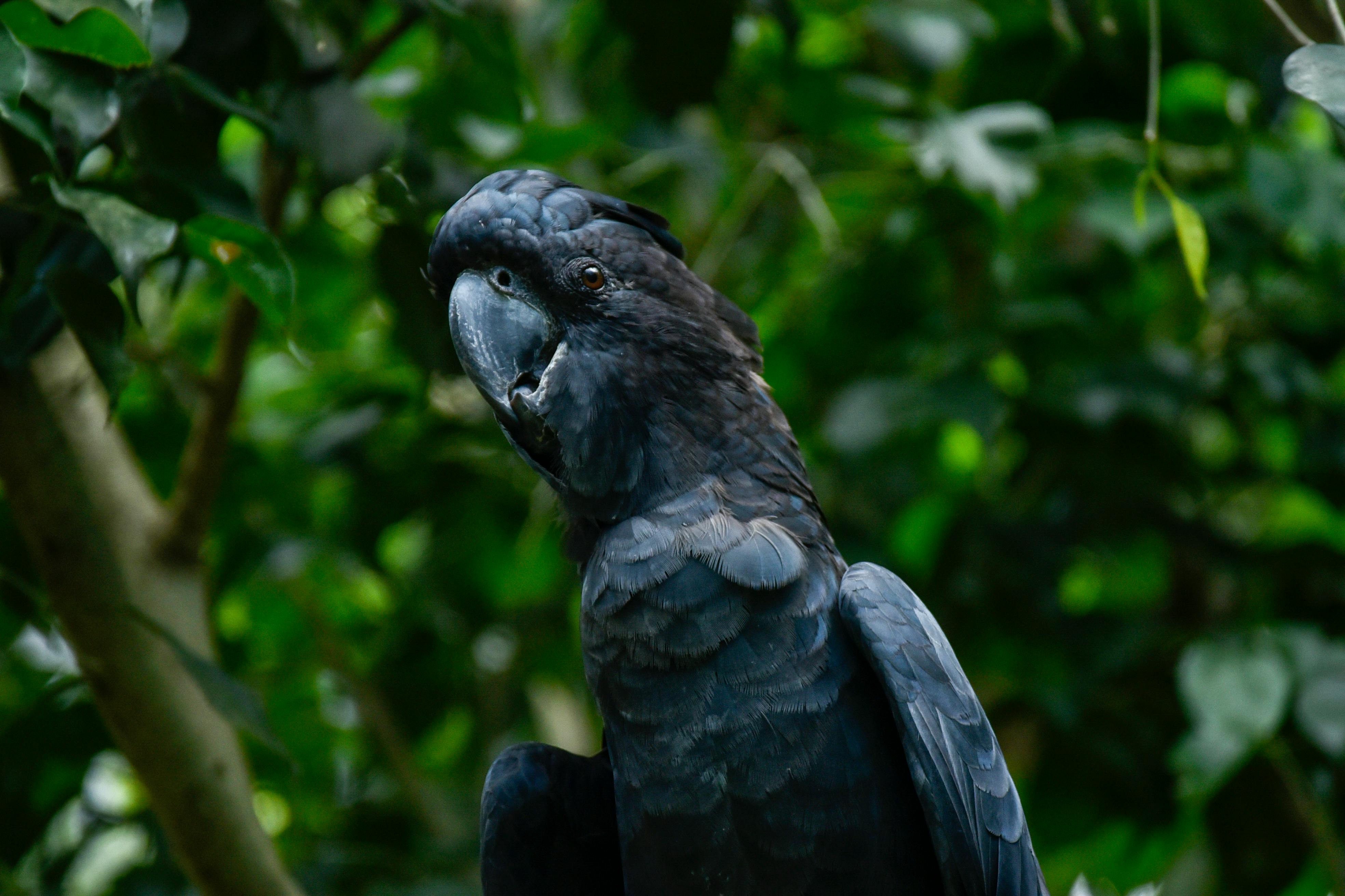 Black Parrots Photos, Download The BEST Free Black Parrots Stock Photos ...