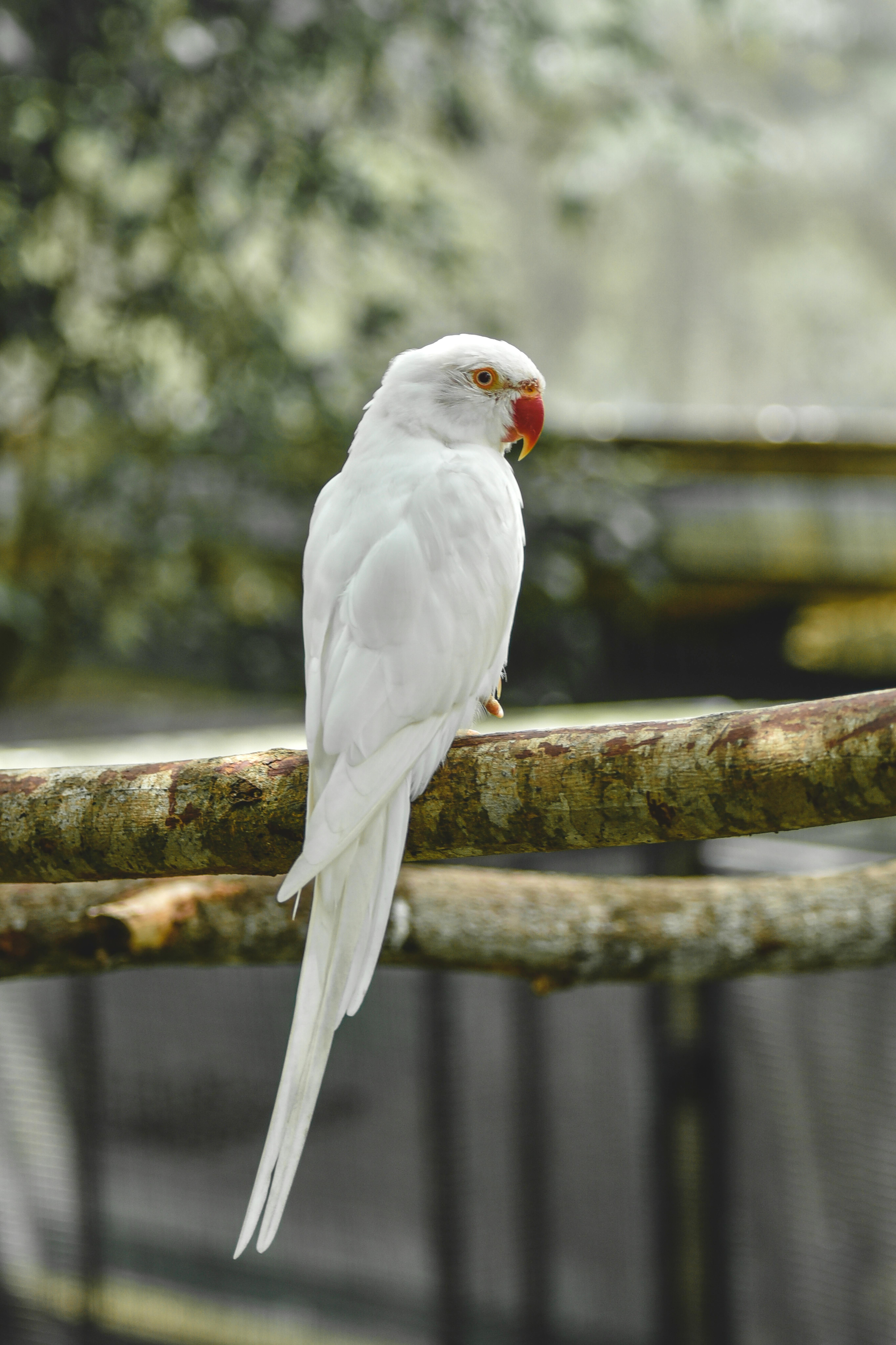 Selective Focus Photo of a Caged Orange and Yellow Baby Parrot Perched ...