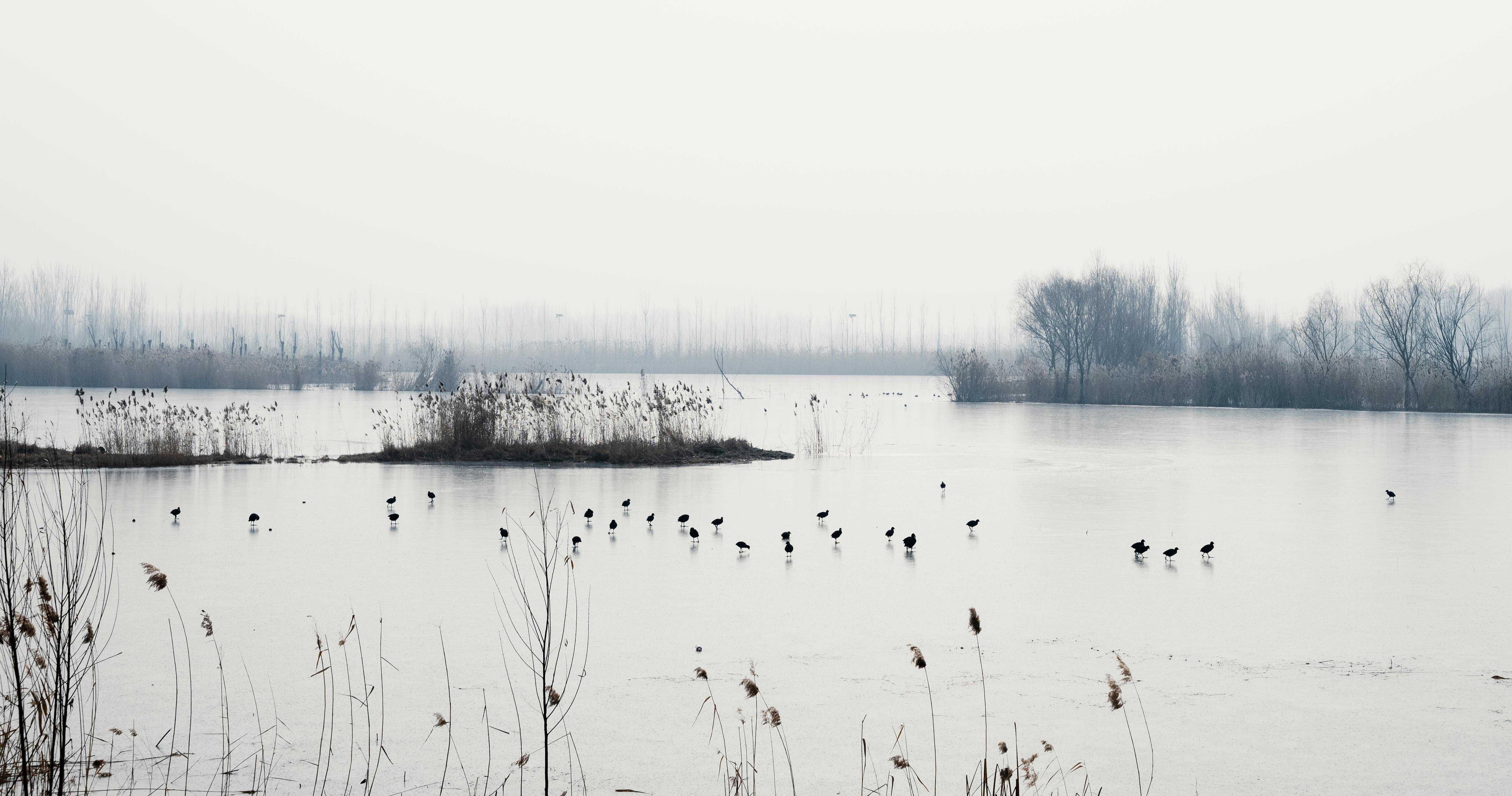 Free Ice Birds Photos, Download The BEST Free Free Ice Birds Stock ...