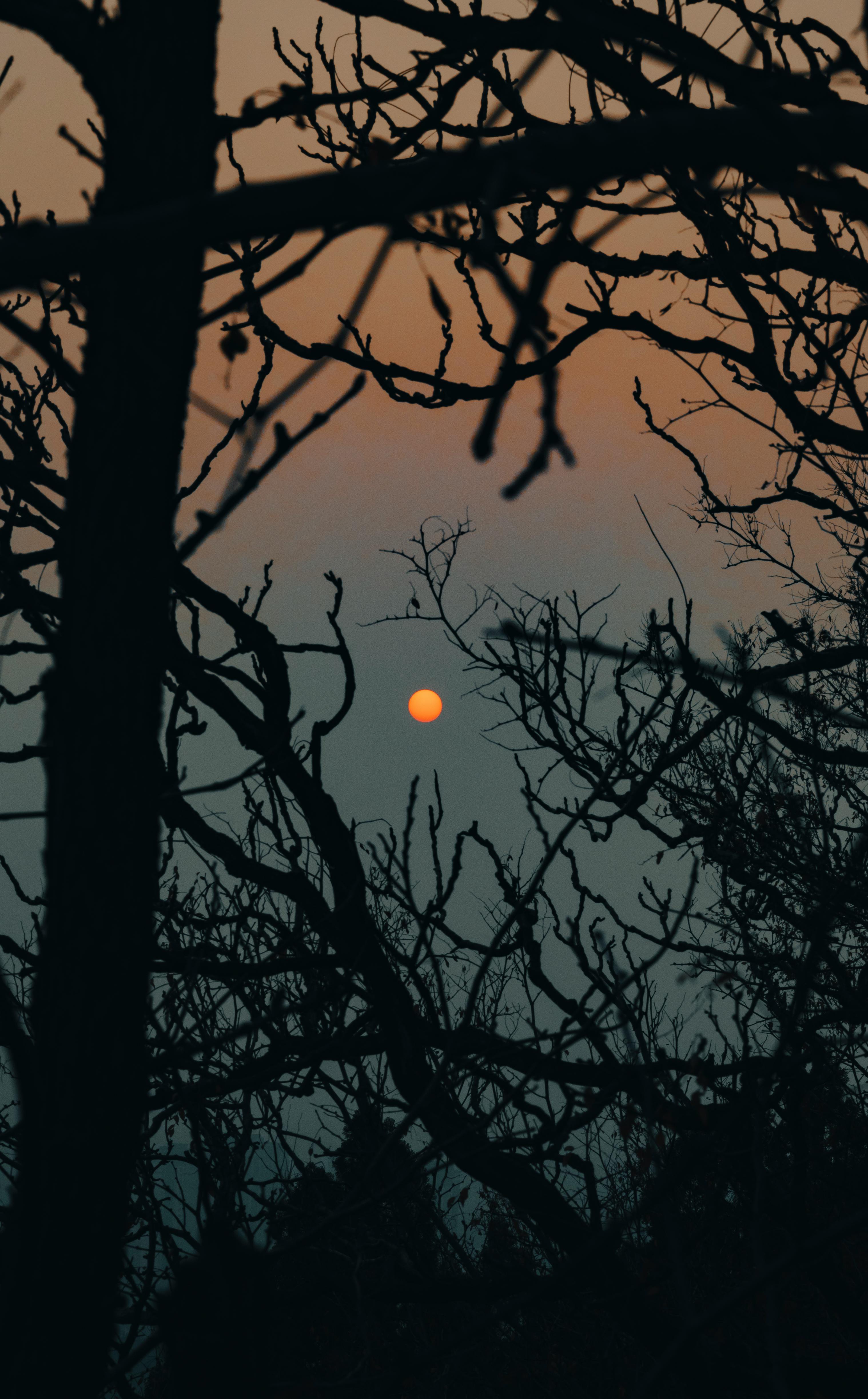 Orange Full Moon Seen through Tree Branches · Free Stock Photo