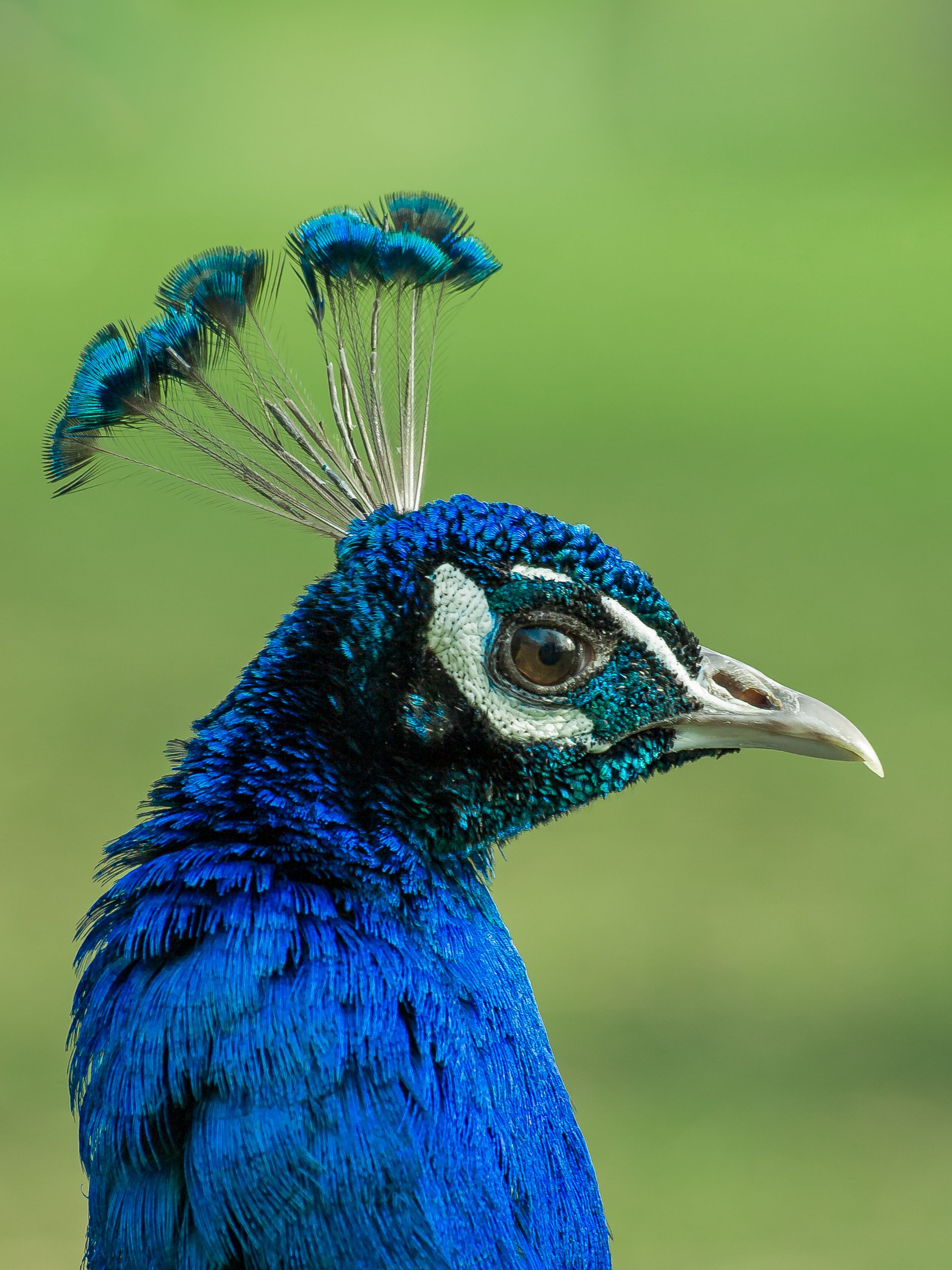 Close-up Photography of Blue Peafowl · Free Stock Photo