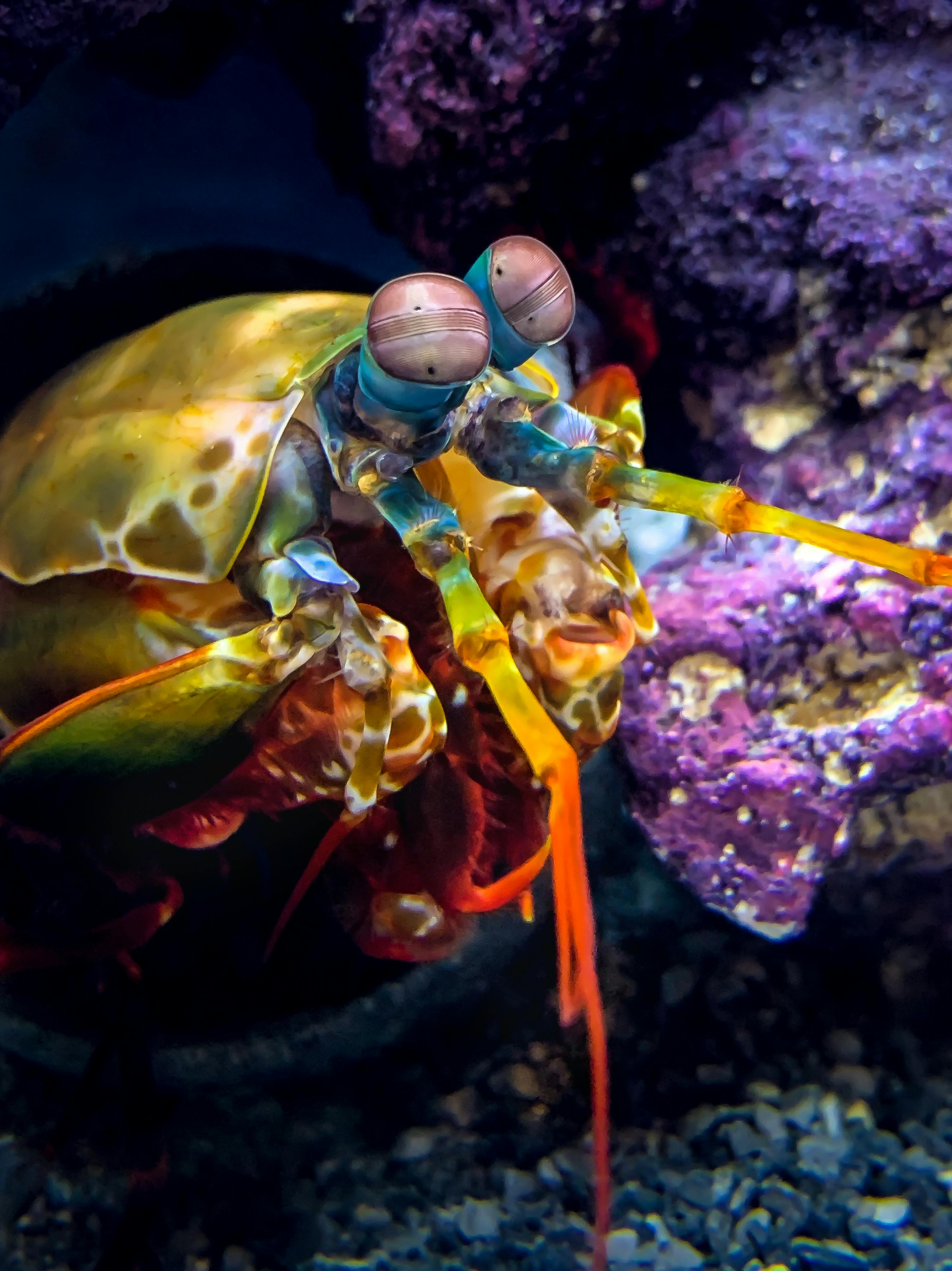Clown Mantis Shrimp in Close Up · Free Stock Photo