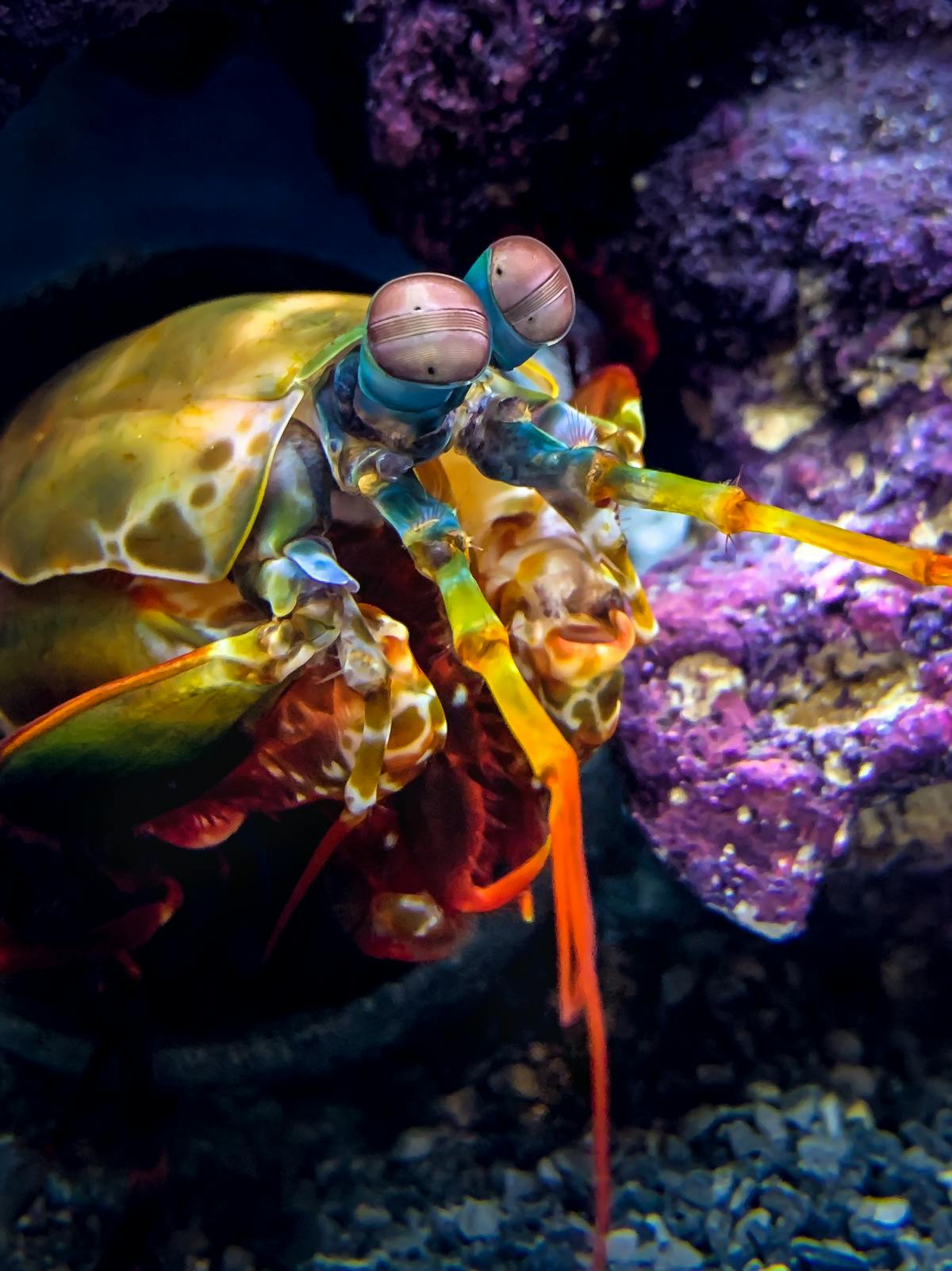 Mantis Shrimp Photos, Download The BEST Free Mantis Shrimp Stock Photos ...