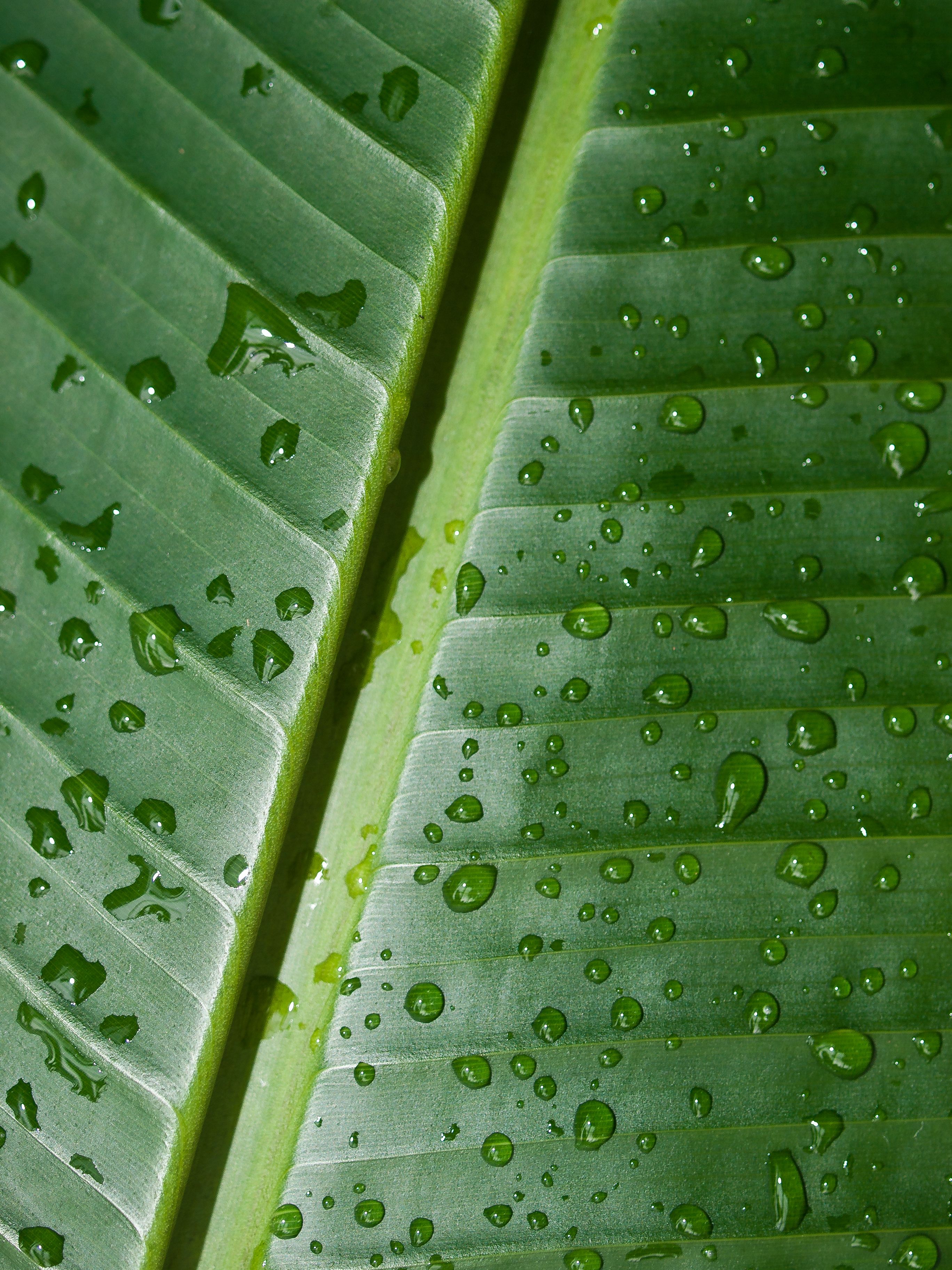 Close up of a Leaf with Water Drops · Free Stock Photo