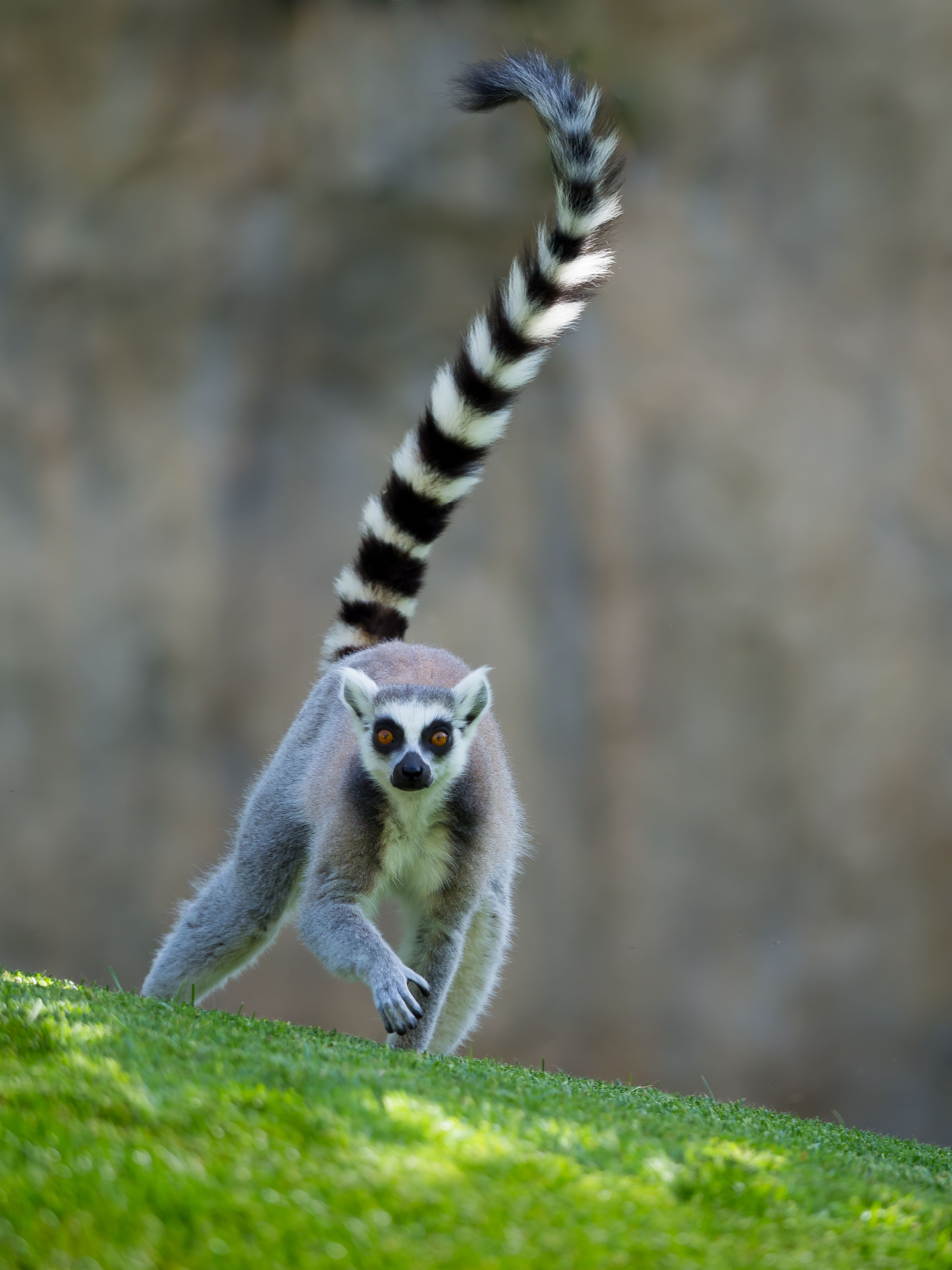 Lemur on Wooden Railings · Free Stock Photo