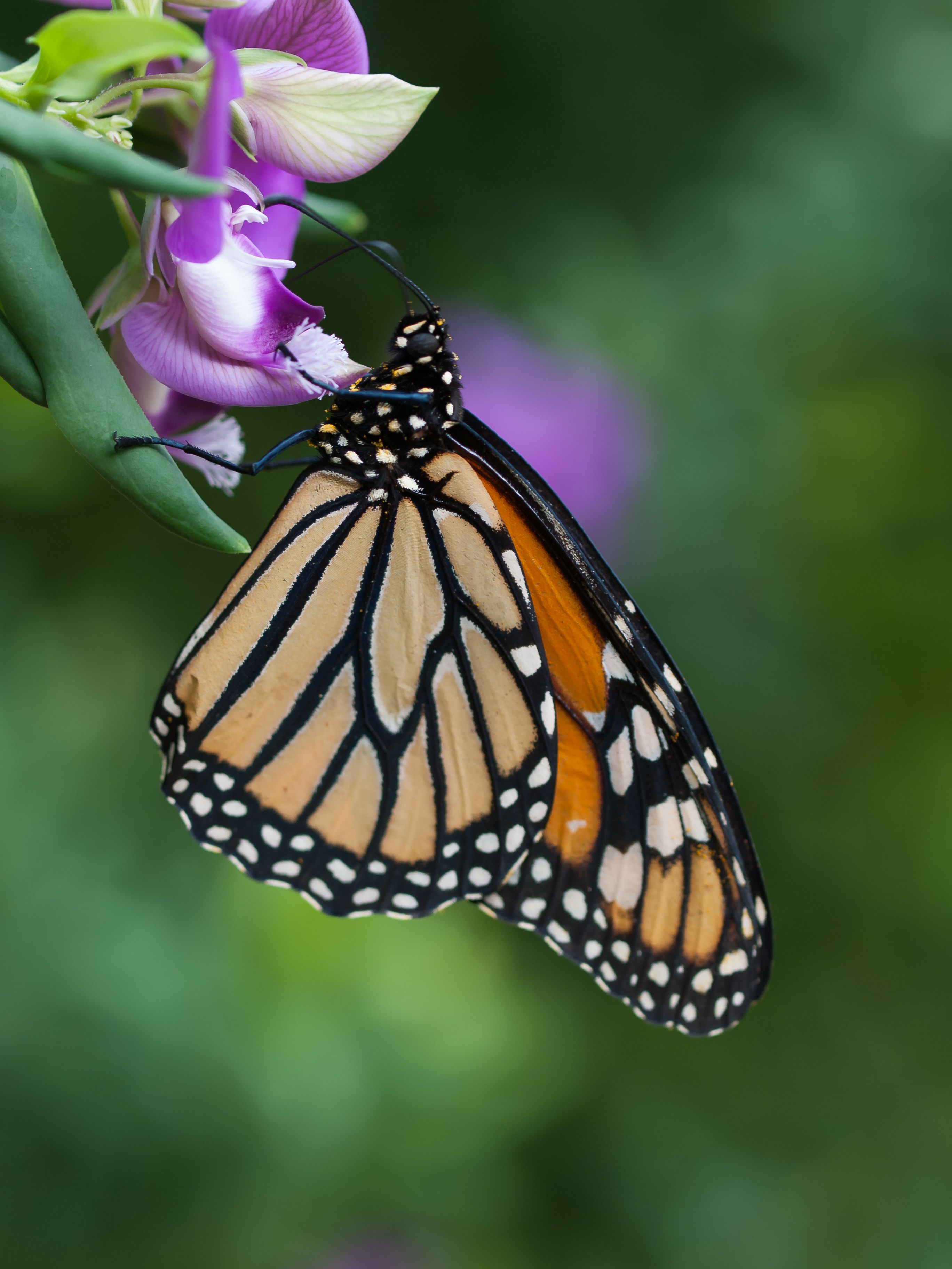 Monarch Butterfly on Flower · Free Stock Photo