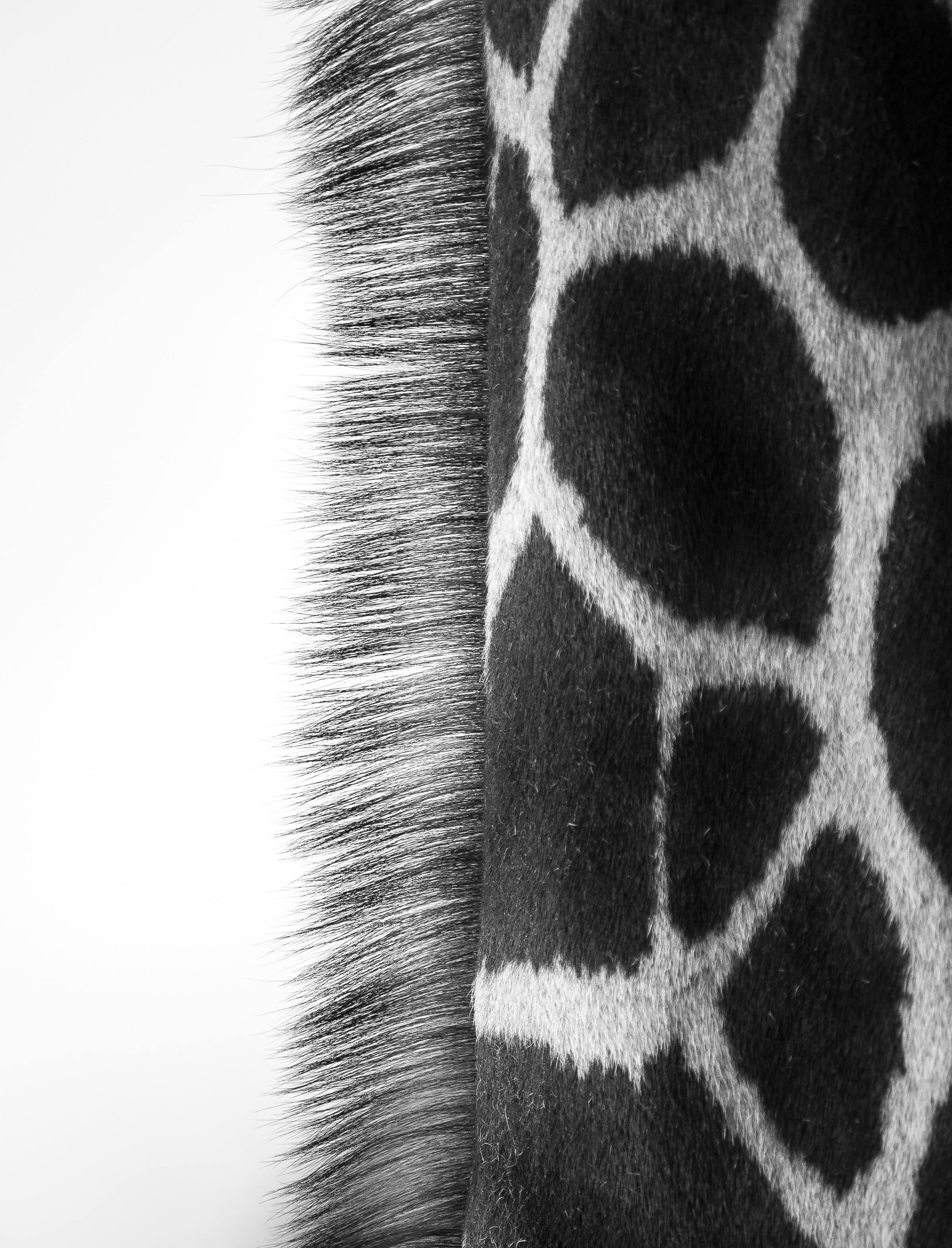 Close up of a Giraffe Neck · Free Stock Photo