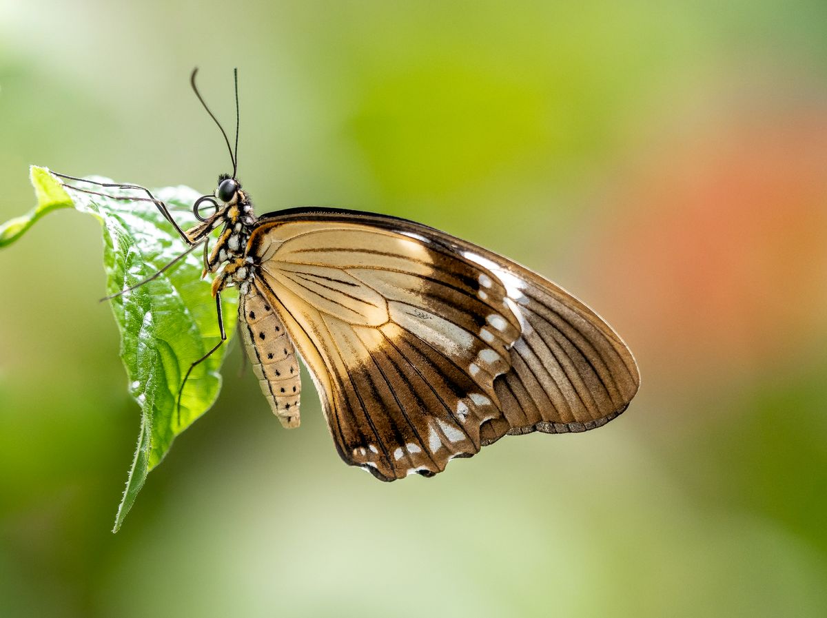 Butterfly Philippines Photos, Download The BEST Free Butterfly ...