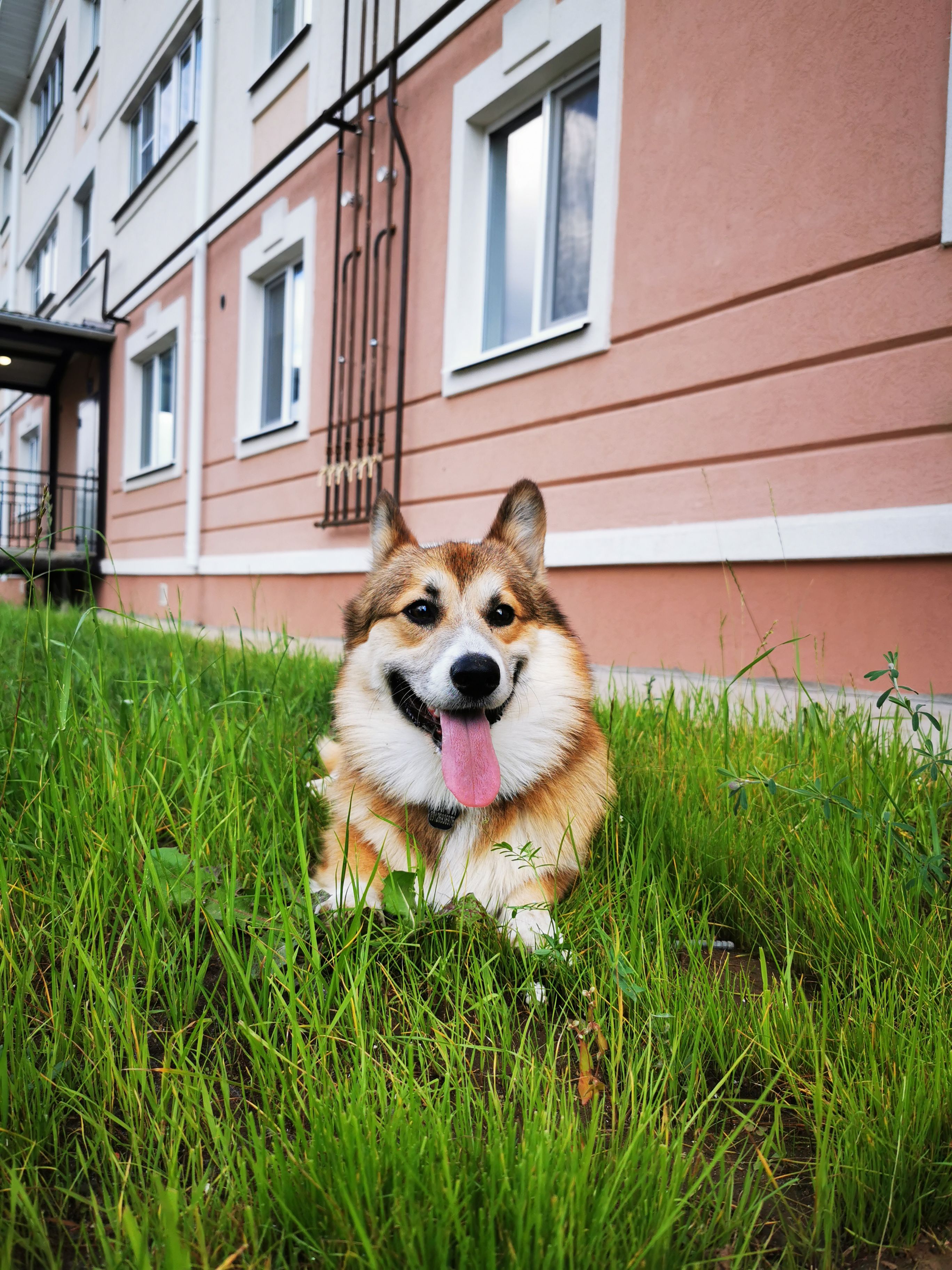 Pembroke Welsh Corgi Lying on the Sand Under White Cloud Blue Sky ...