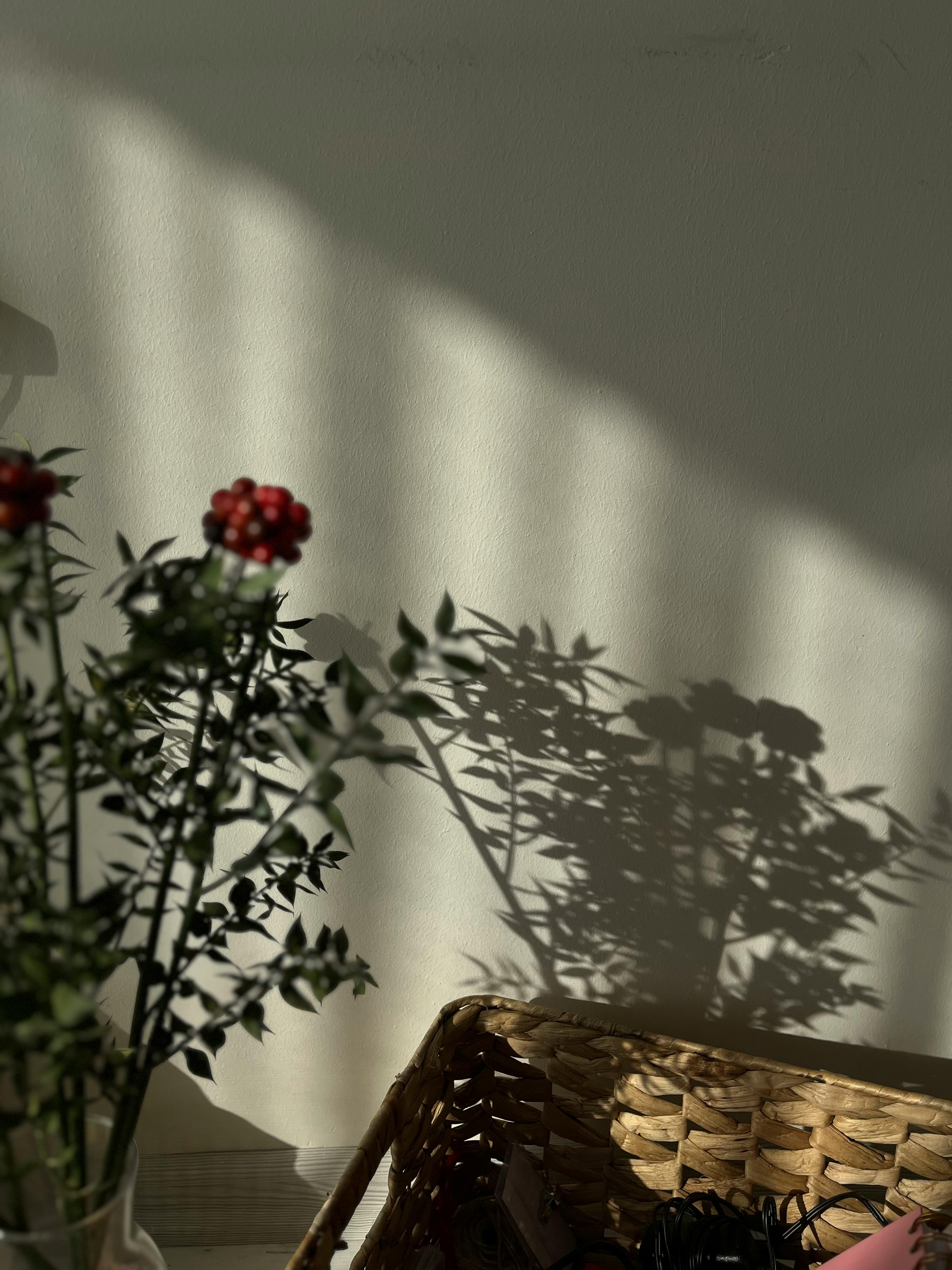 A Shadow of a Flower on a Wall · Free Stock Photo