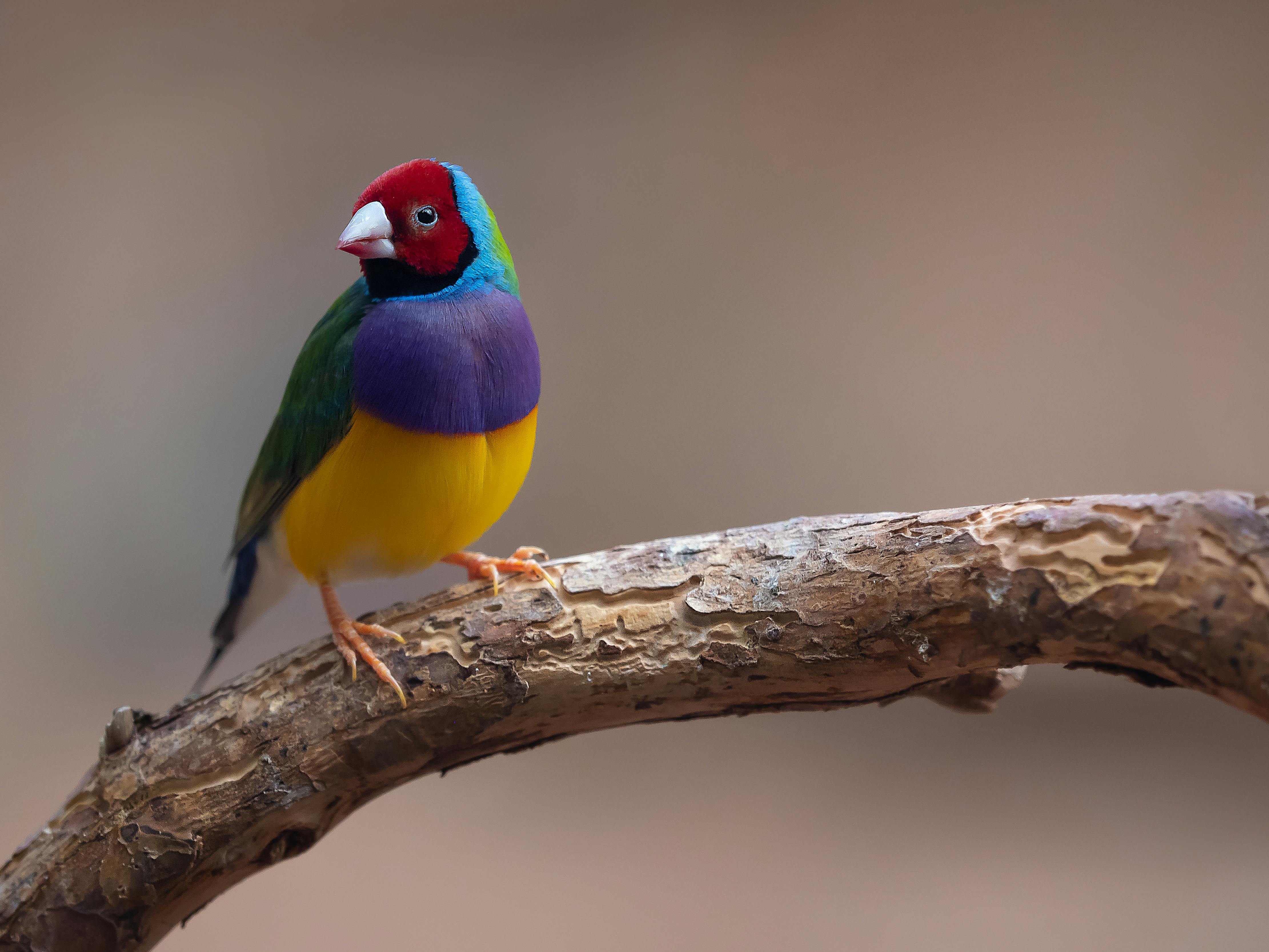A Gouldian Finch Perching on a Branch · Free Stock Photo