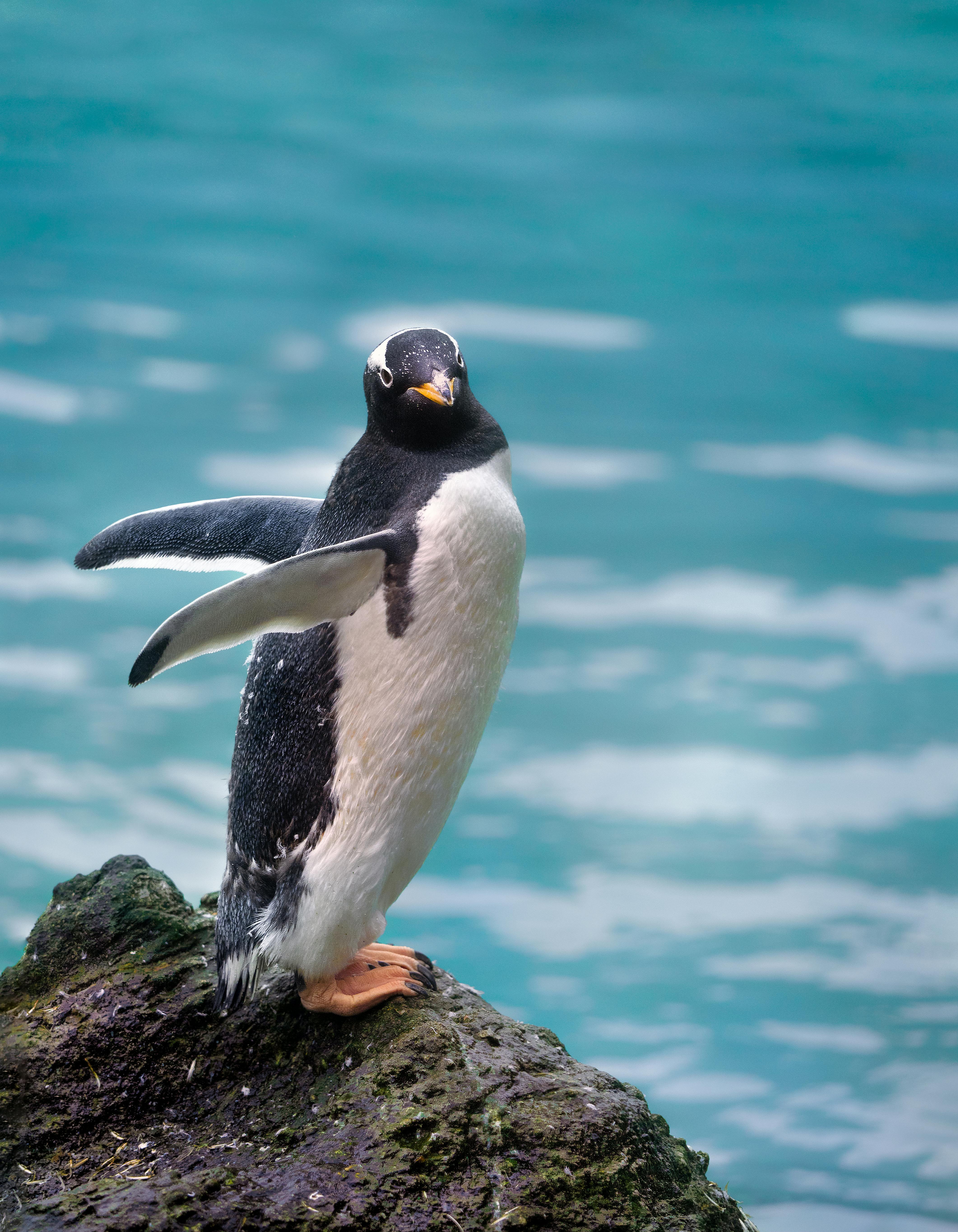 Penguin on Rock · Free Stock Photo