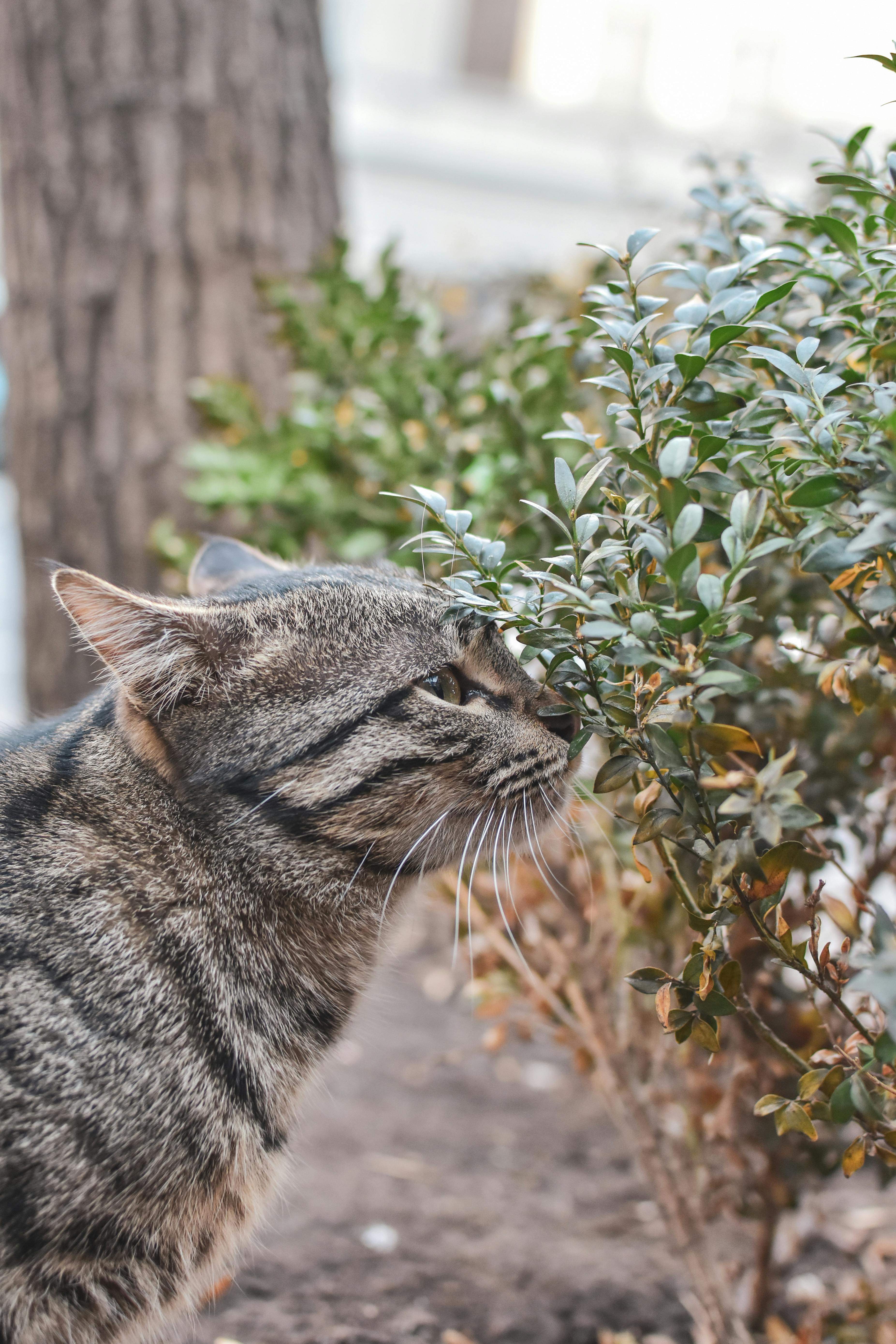 Smelling Photos, Download The BEST Free Smelling Stock Photos & HD Images