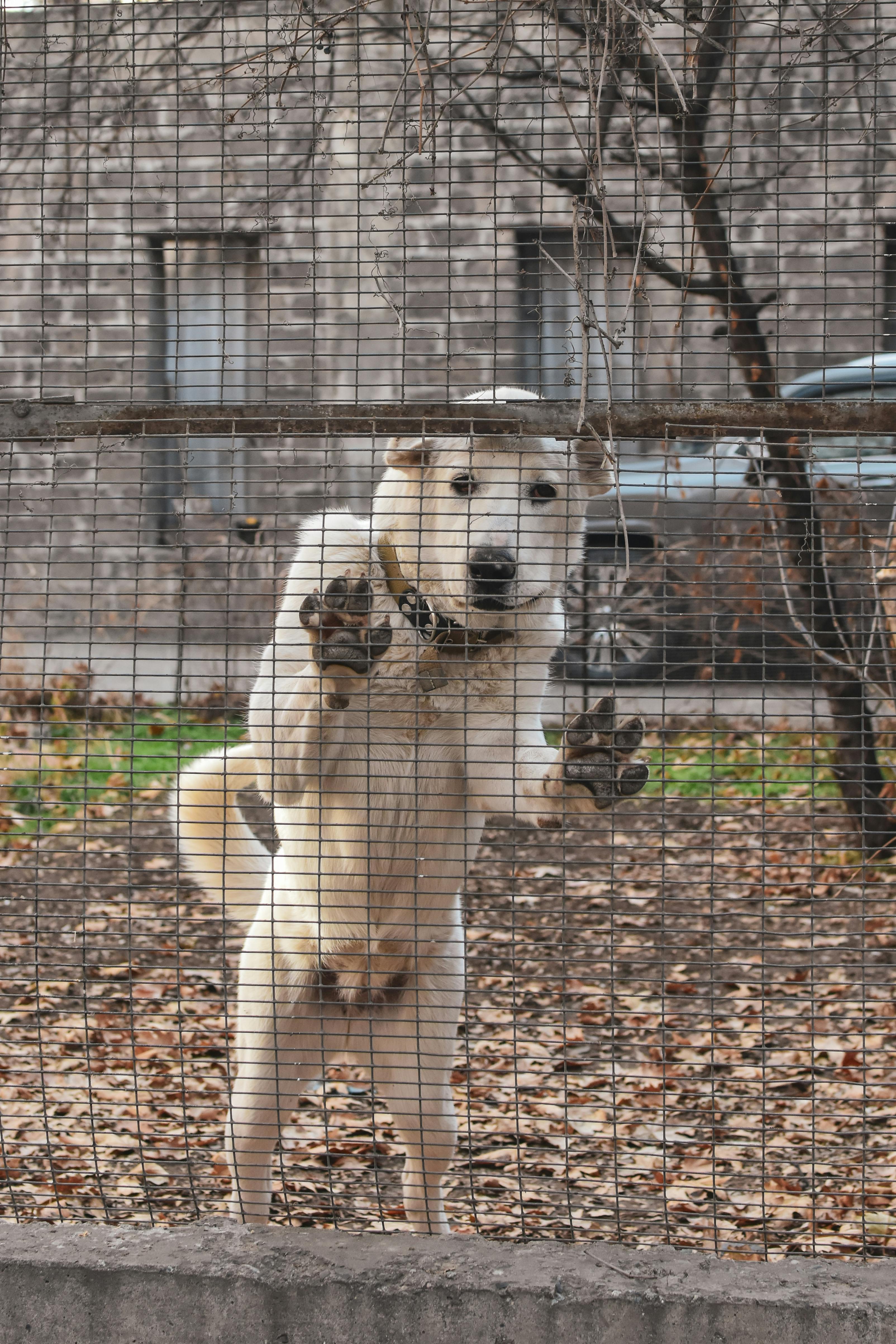 White Dog Standing on Back Legs behind Fence · Free Stock Photo