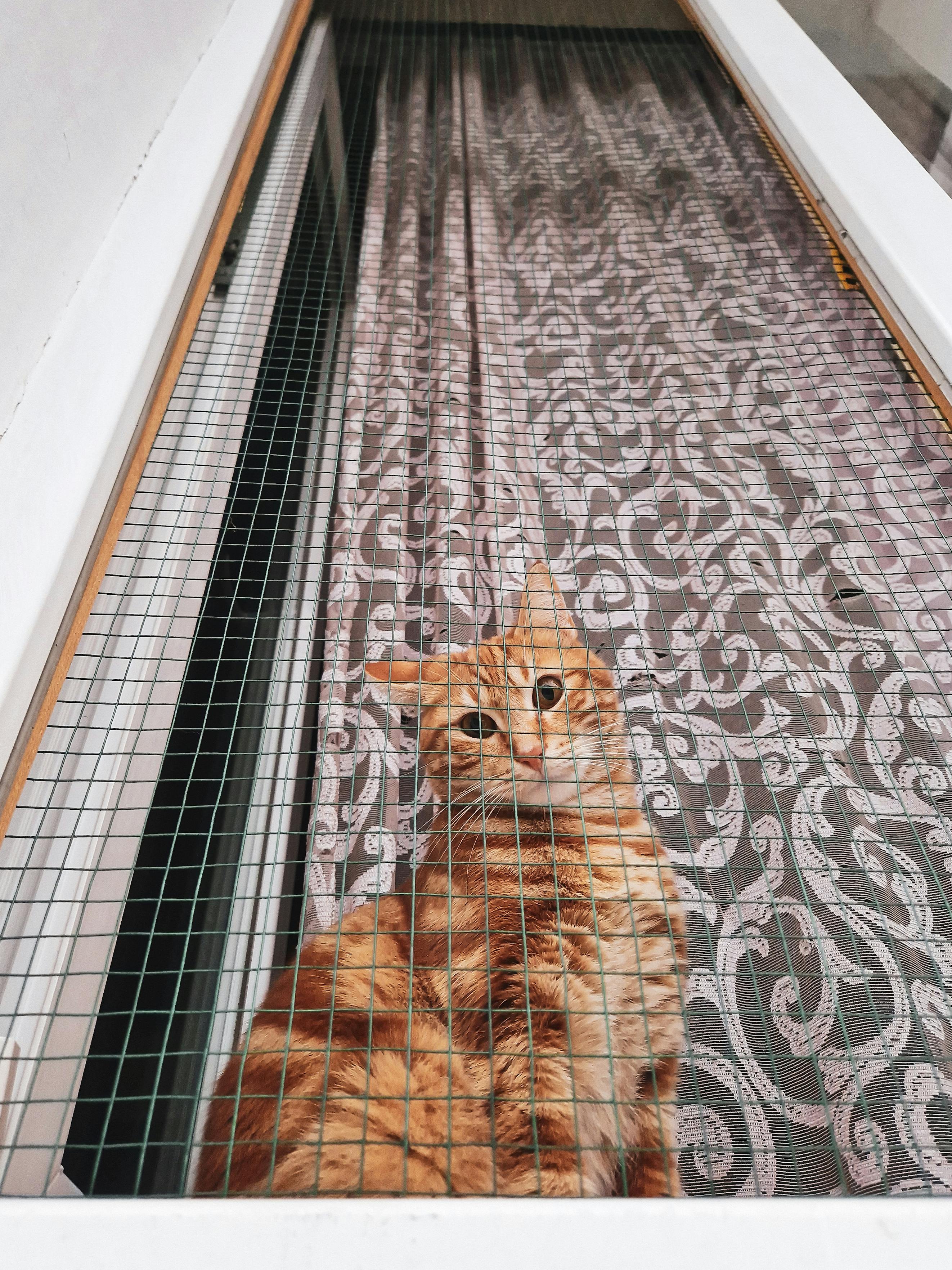 Cat Behind Mesh Photos, Download The BEST Free Cat Behind Mesh Stock ...