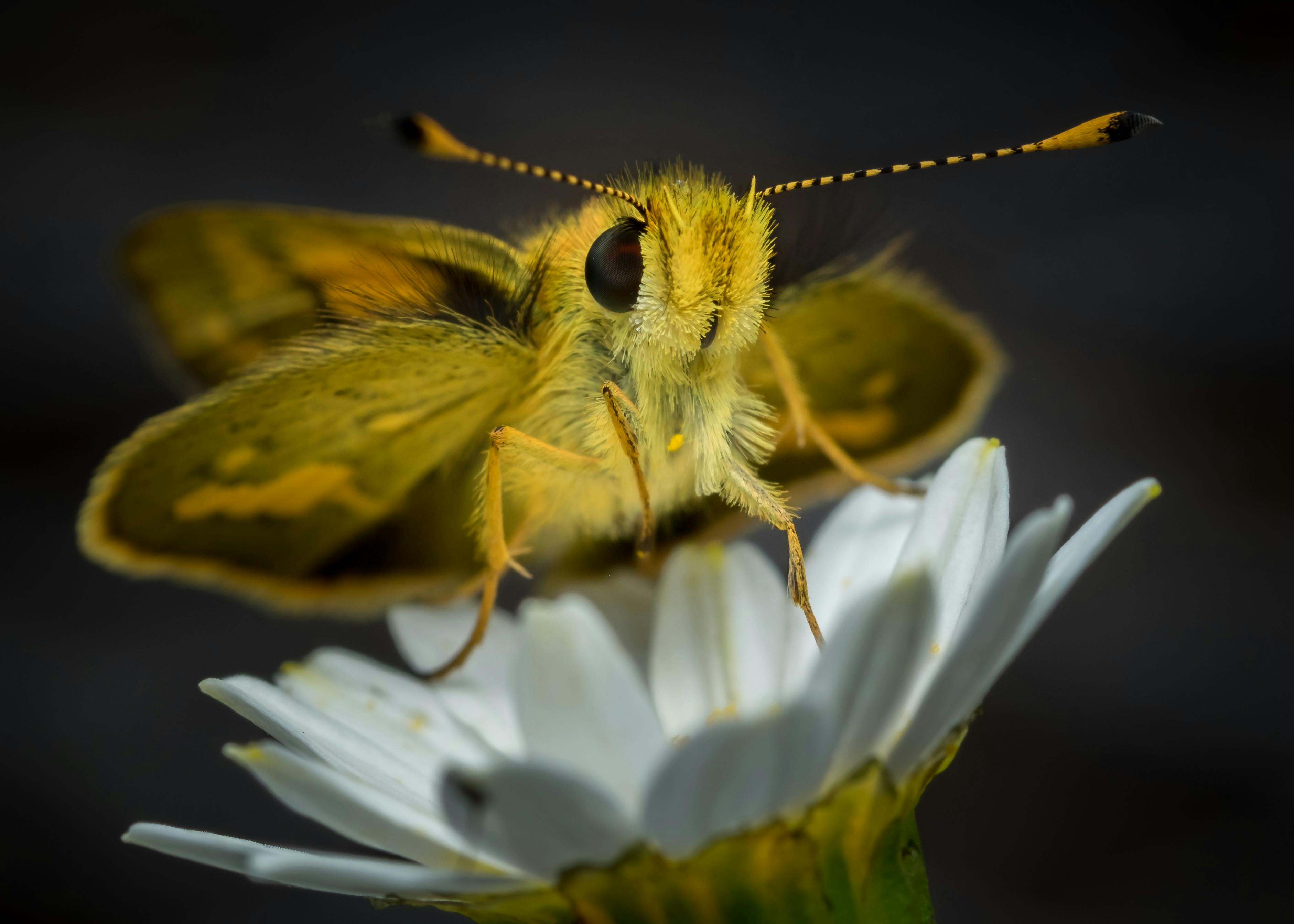 Yellow Moth on Flower · Free Stock Photo